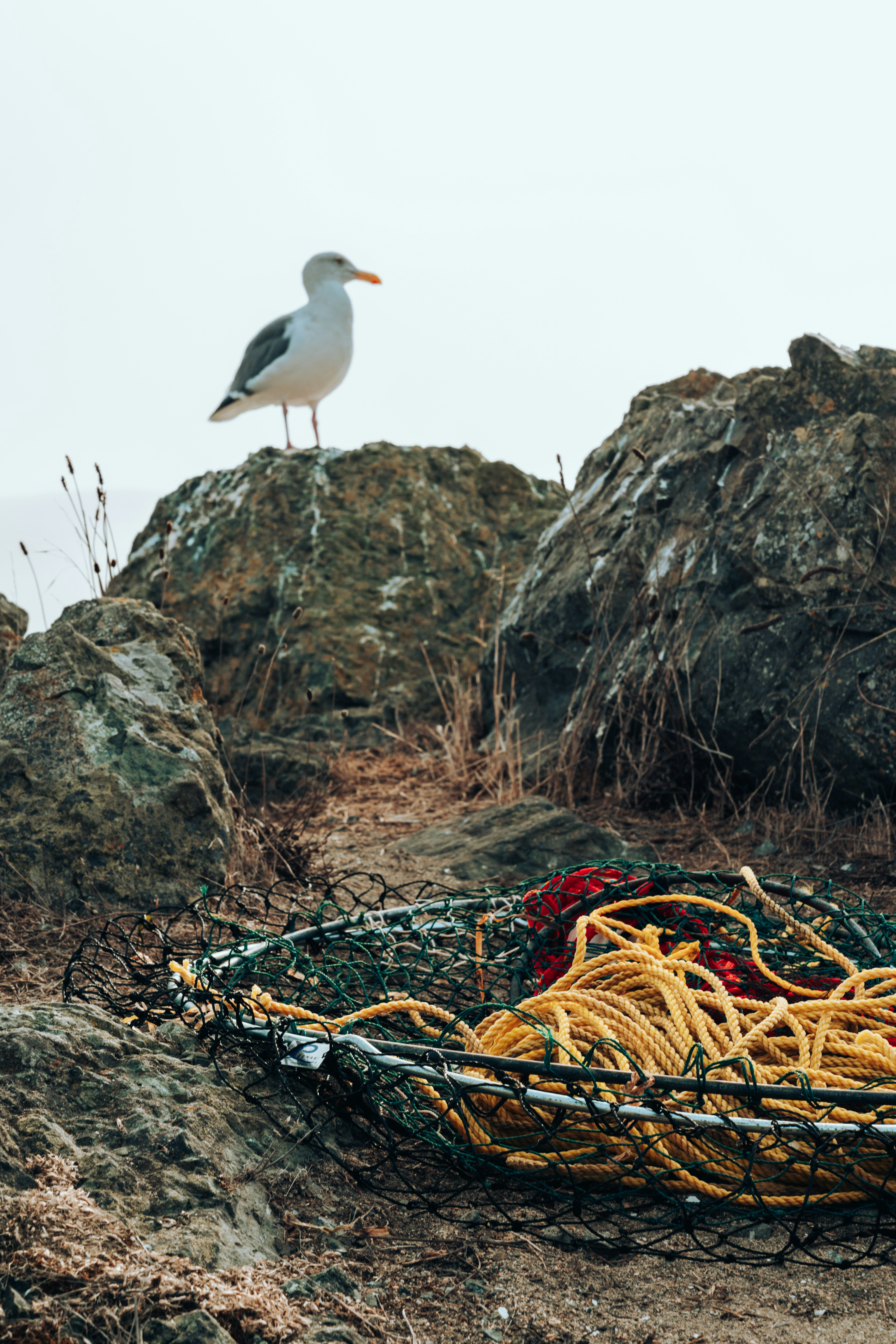 Seagull Sentinel on a Weathered Rocky Promontory