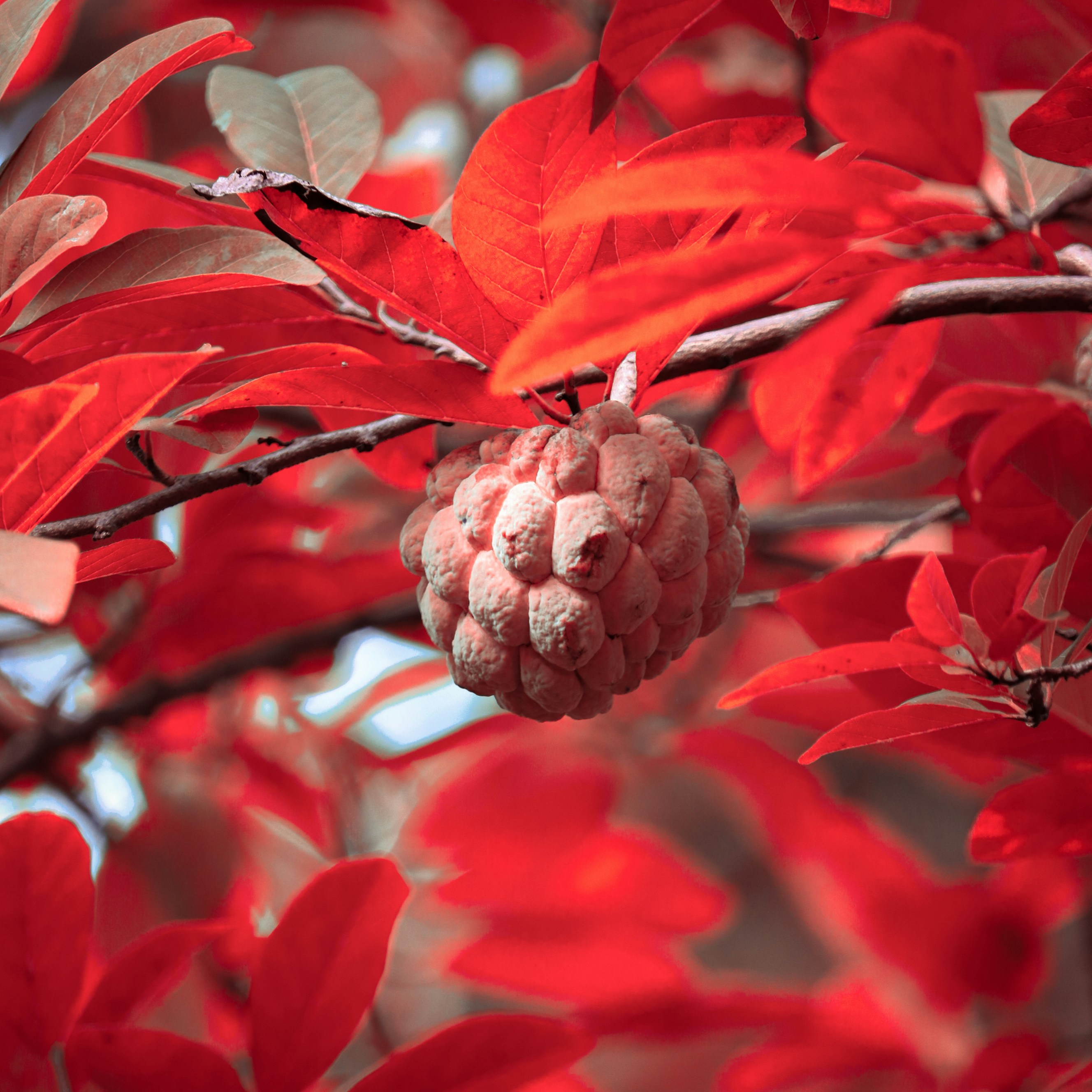 Powder-Kissed Berry Nestled in Ember-Red Foliage