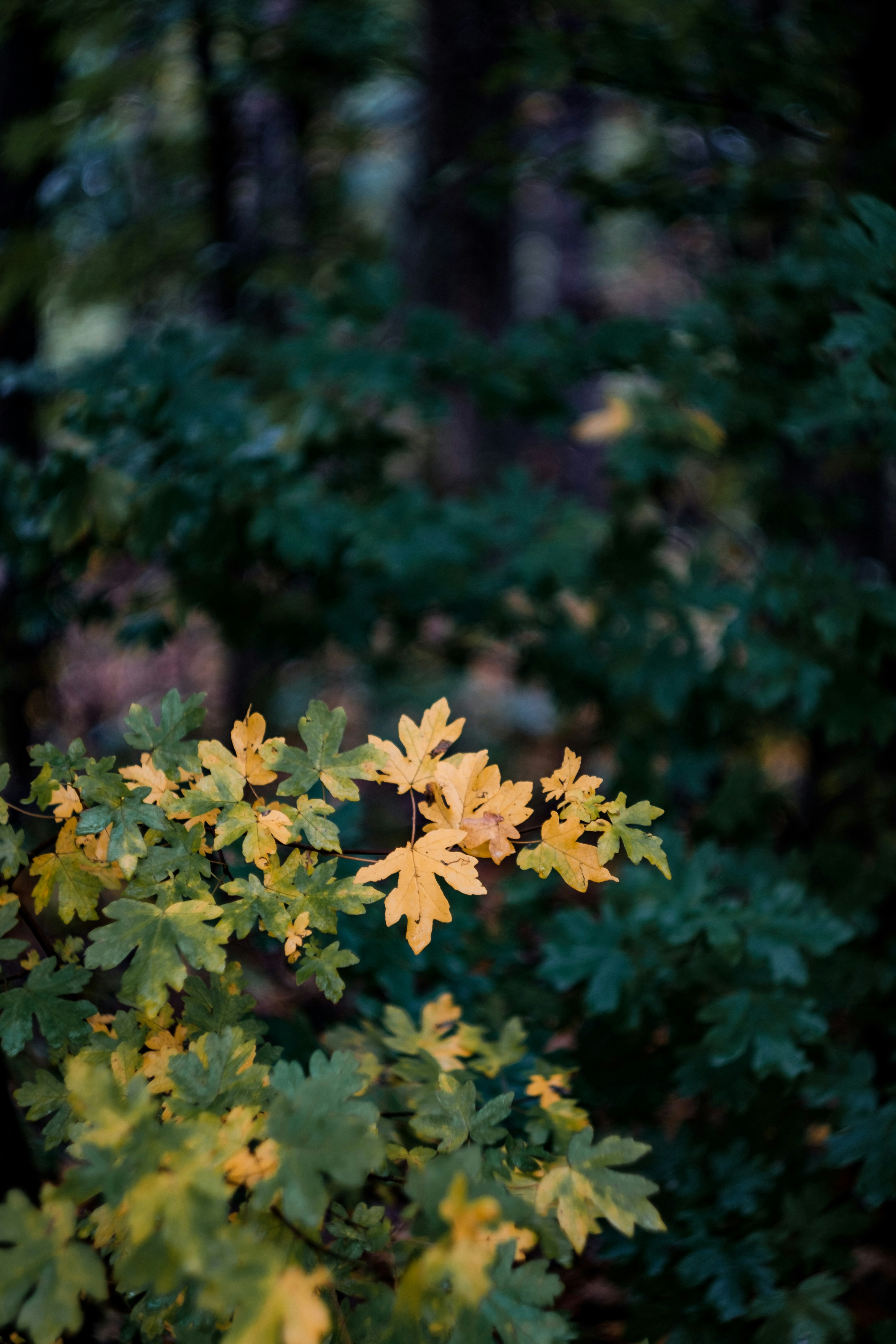 Amber Maple Sprigs Against a Velvet-Green Forest Backdrop
