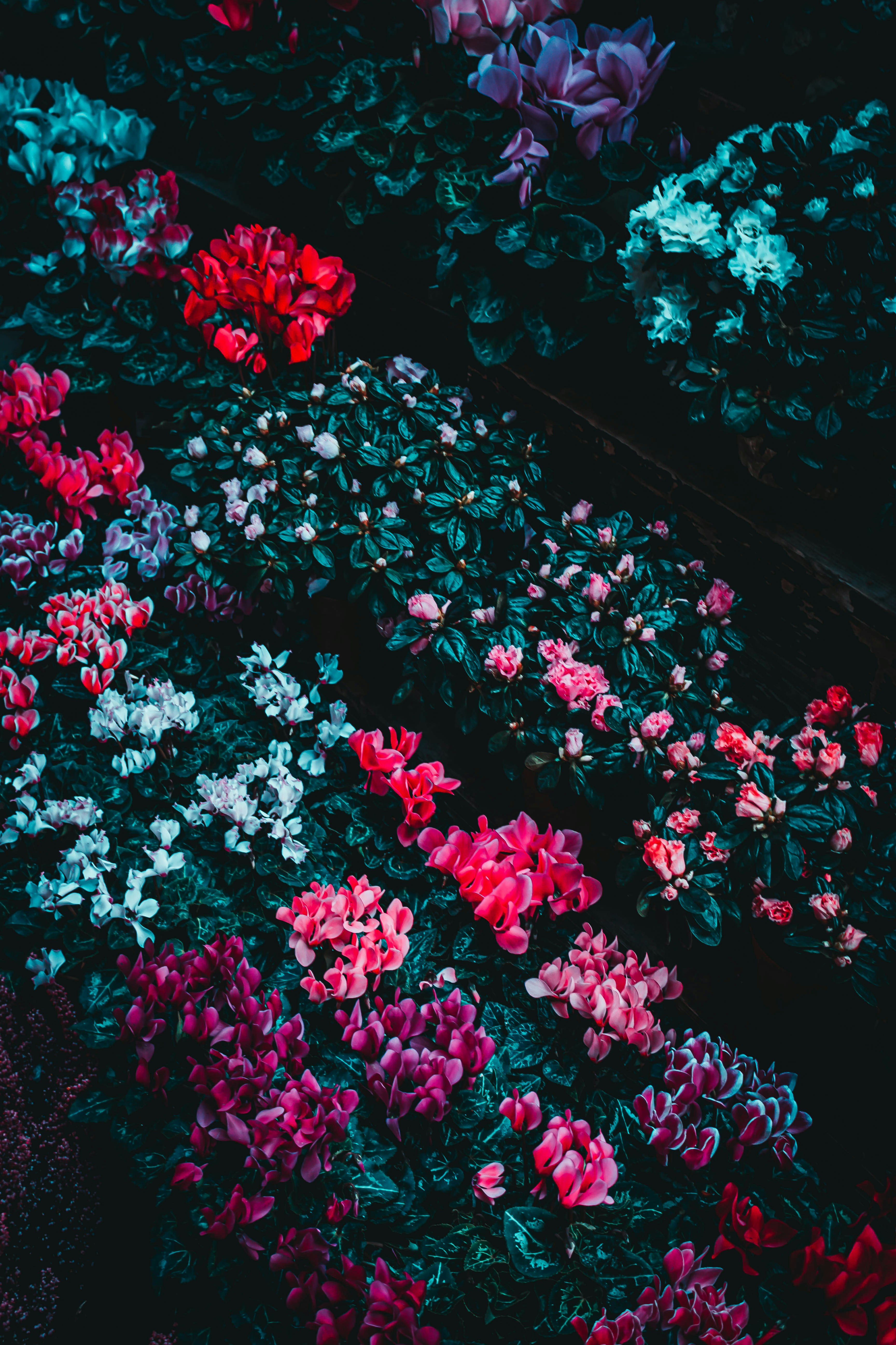 Crimson Clusters in Velvet Shadow
