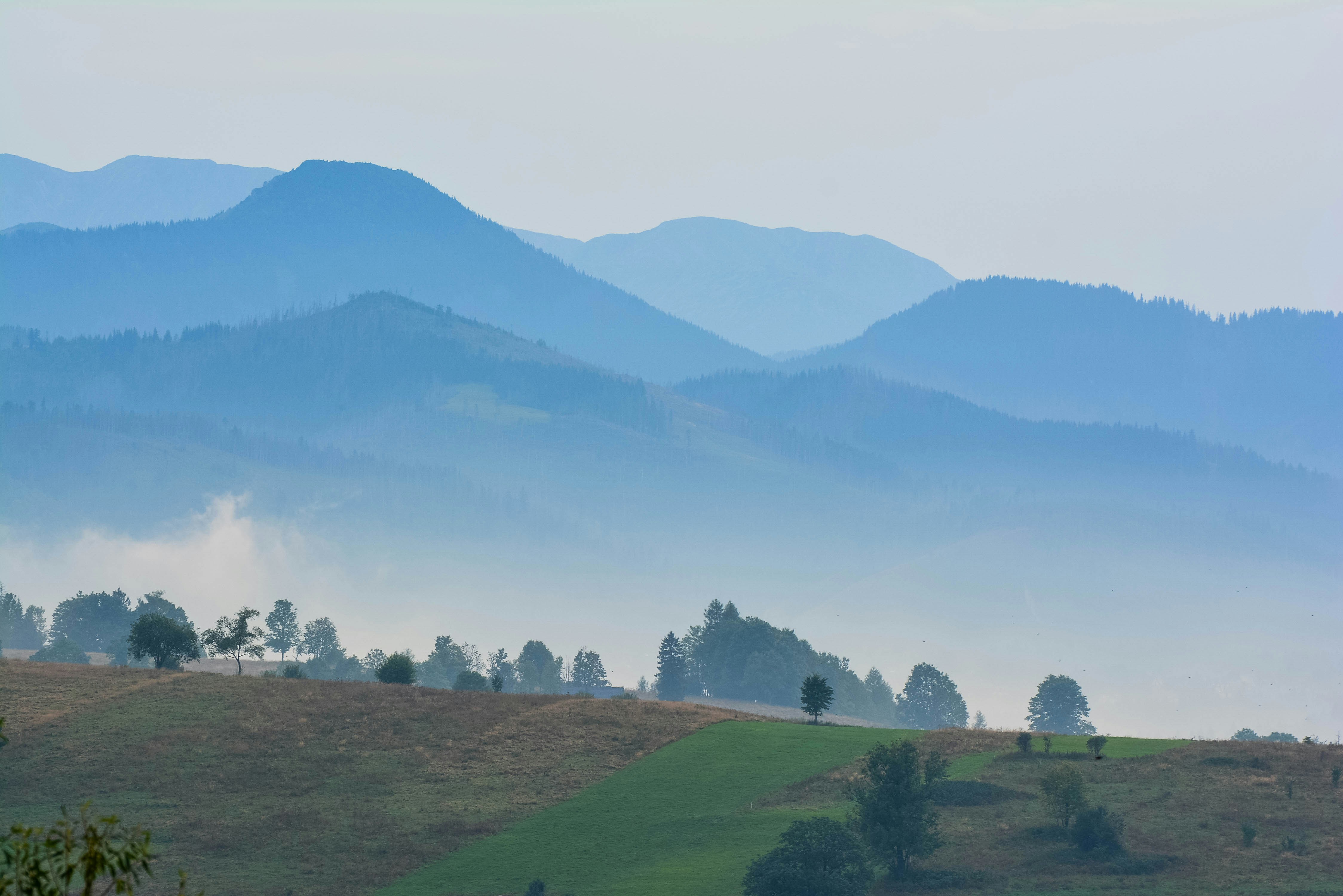 Landscape photography of trees photo – Free Blue Image on Unsplash