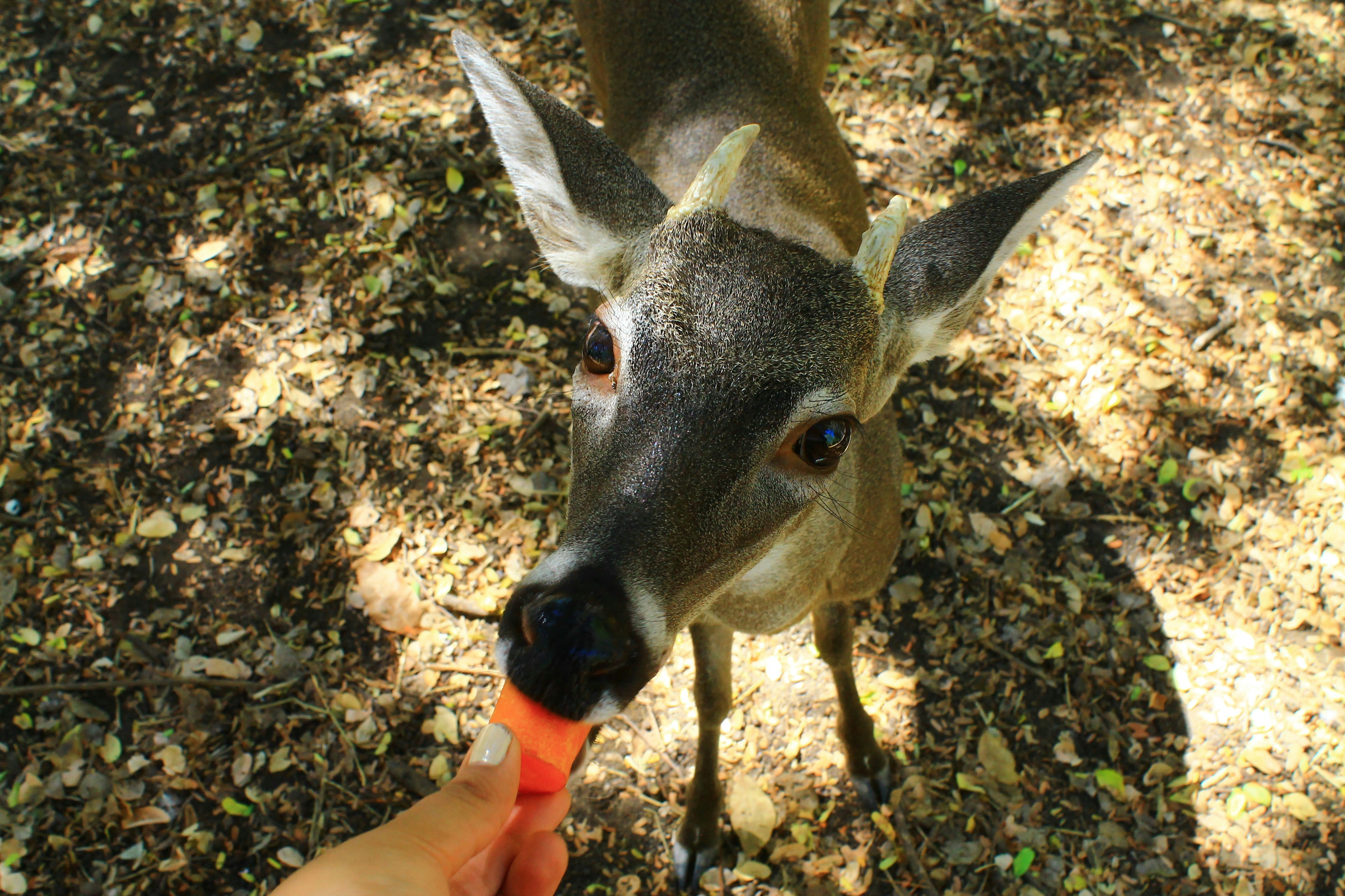 Feeding a deer.
