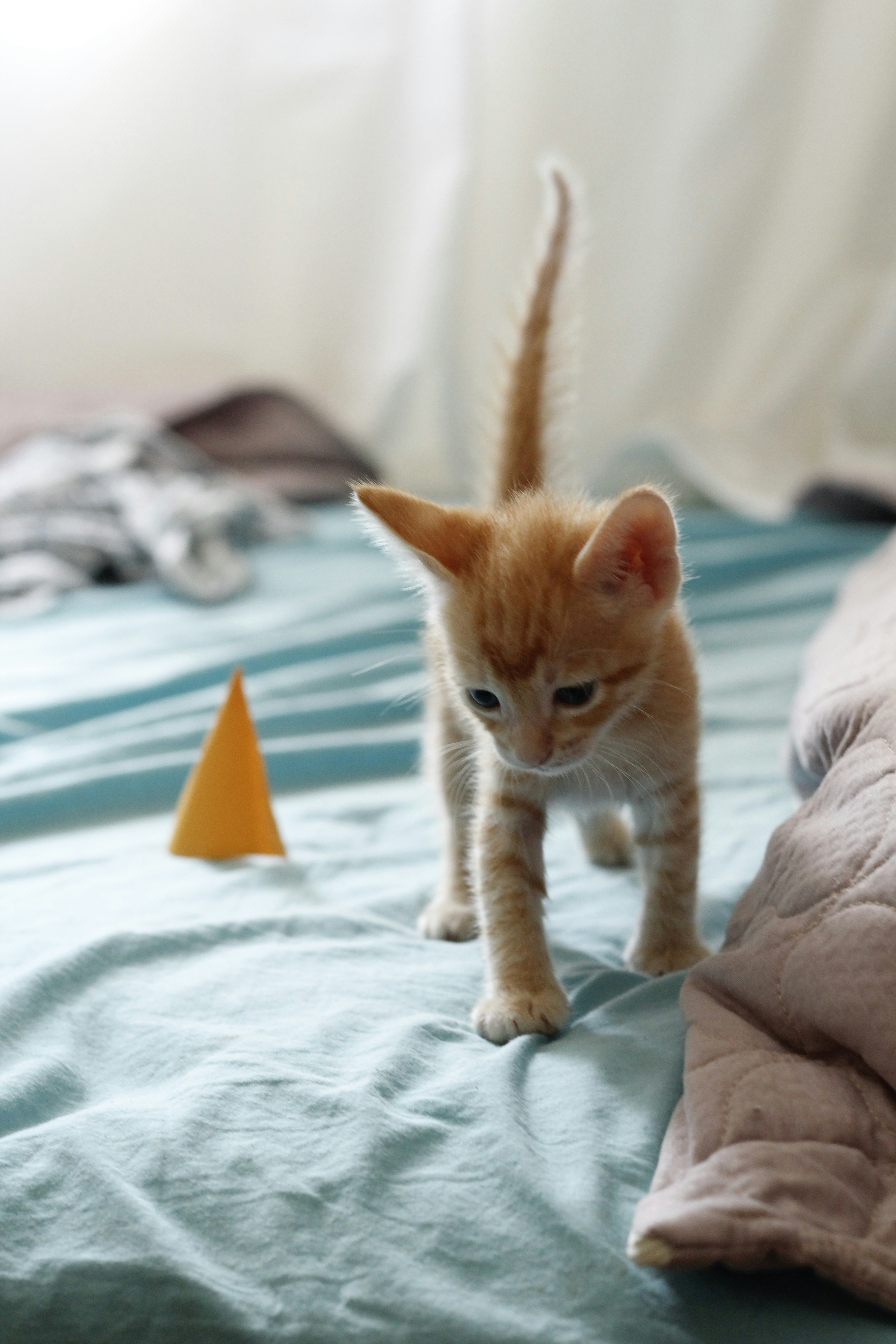 Curious Ginger Kitten Ventures Toward a Silent Orange Cone