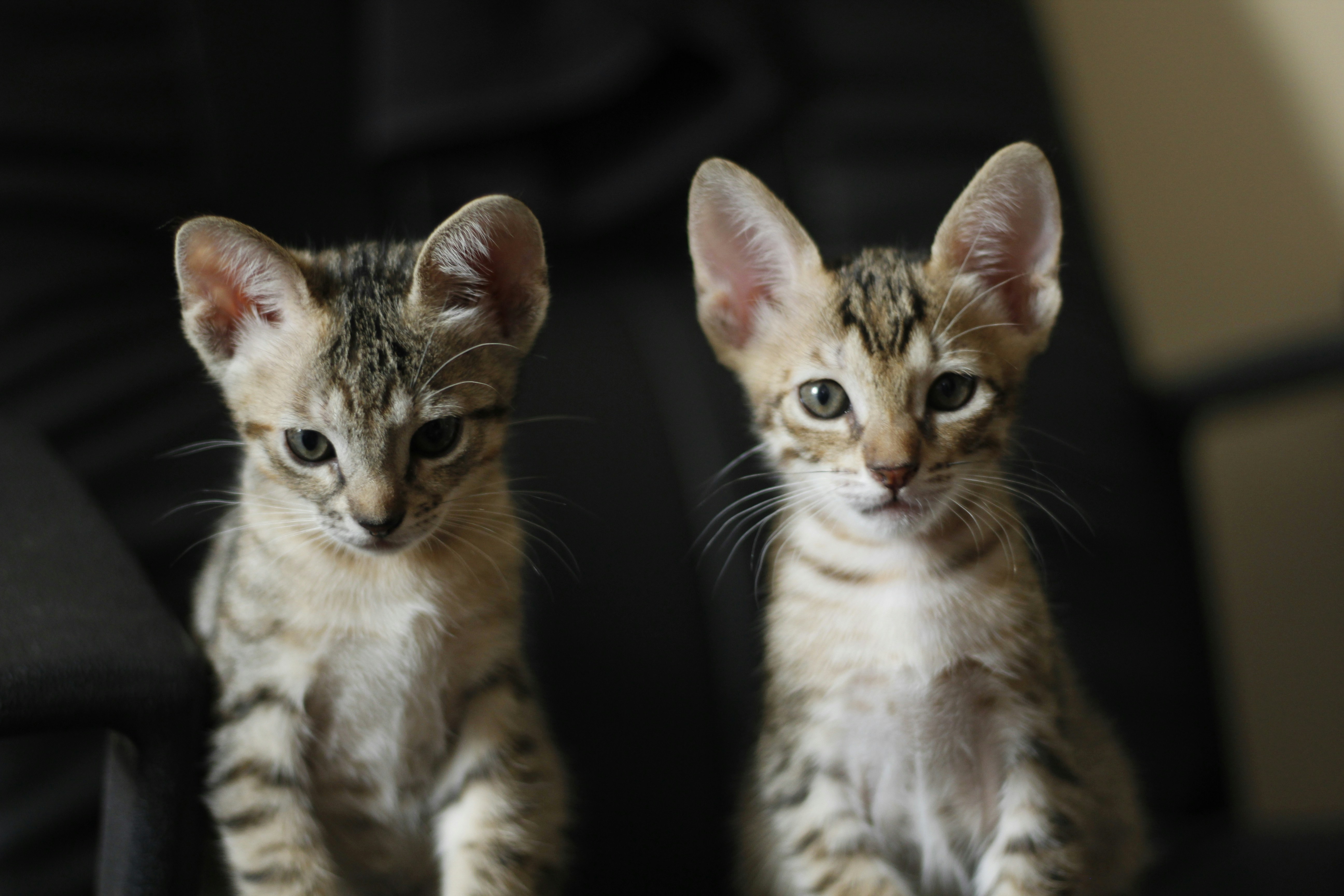 Two brown tabby kittens photo – Free Grey Image on Unsplash