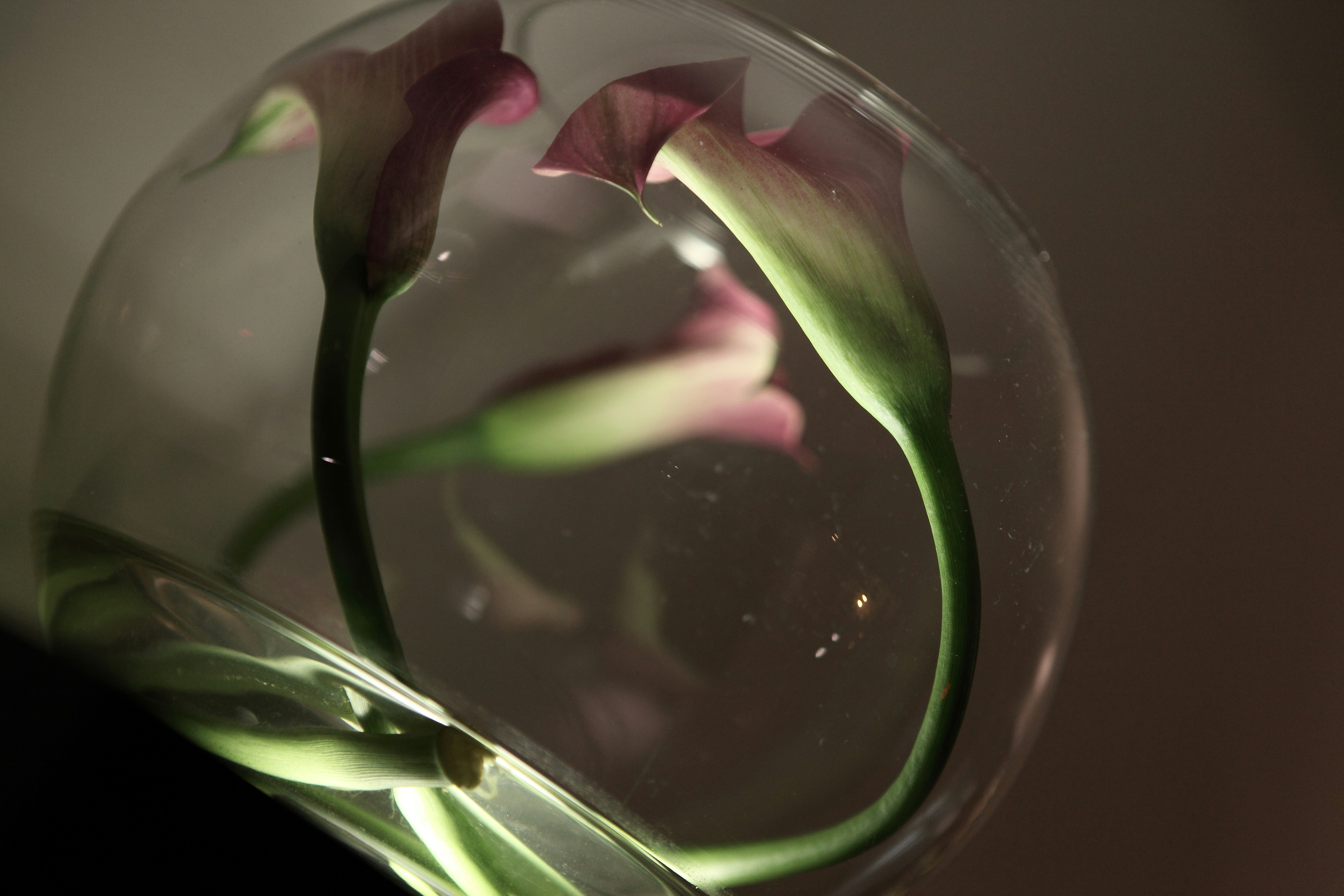 Inside a Glass Veil: a curling emerald stem cradles a pale pink bloom within a transparent orb