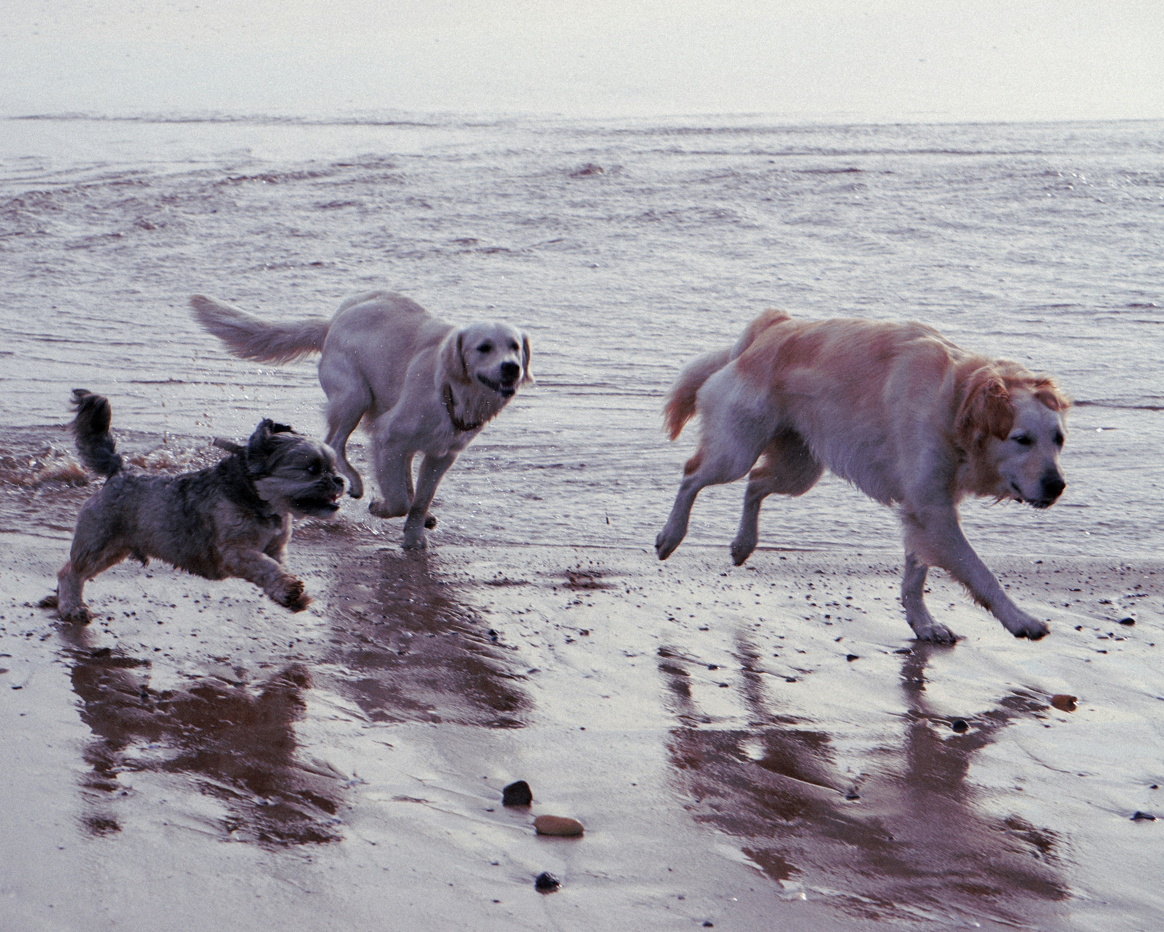 Three assorted dogs on shore photo – Free Beach Image on Unsplash