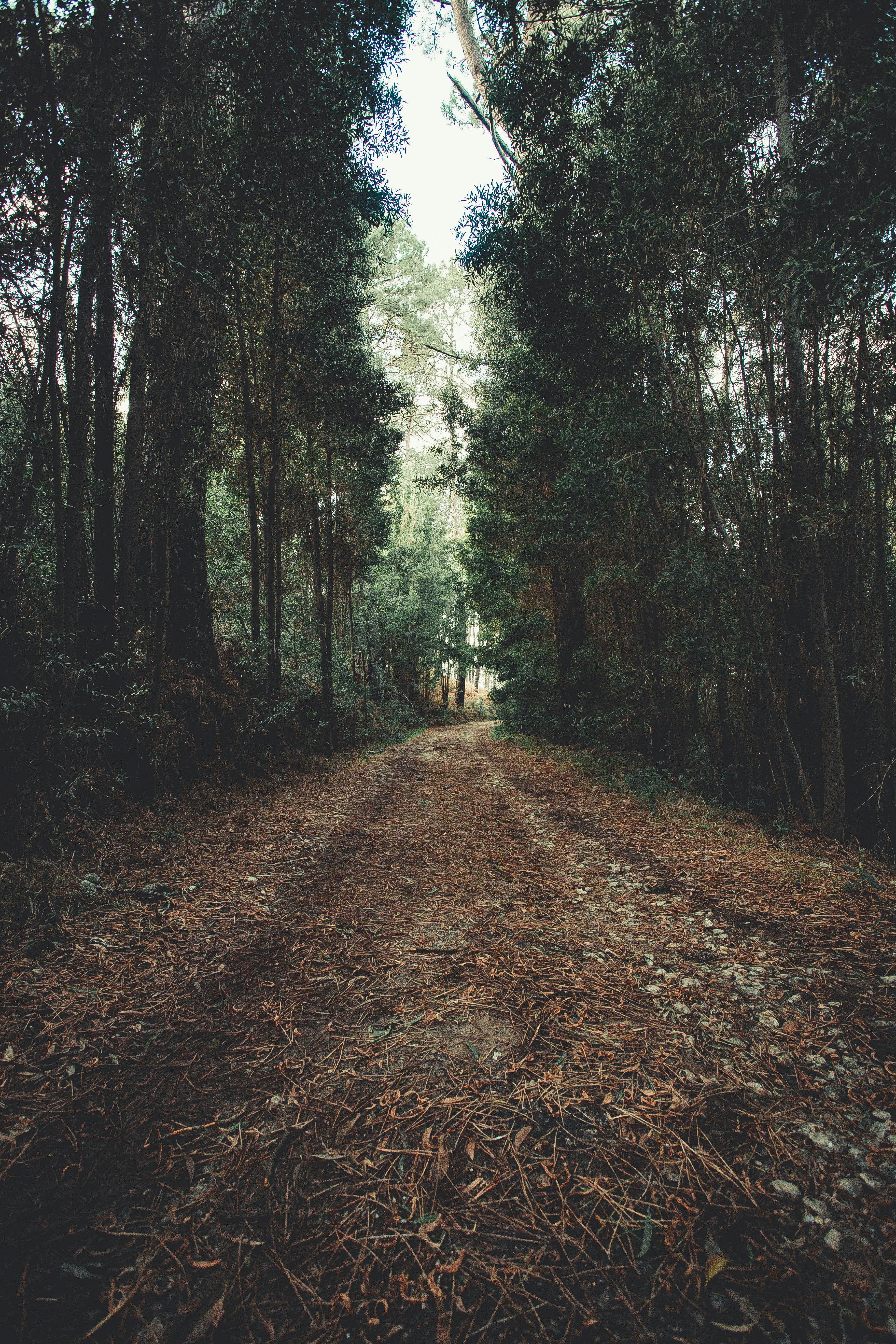 Green trees and road photo – Free Gravel Image on Unsplash