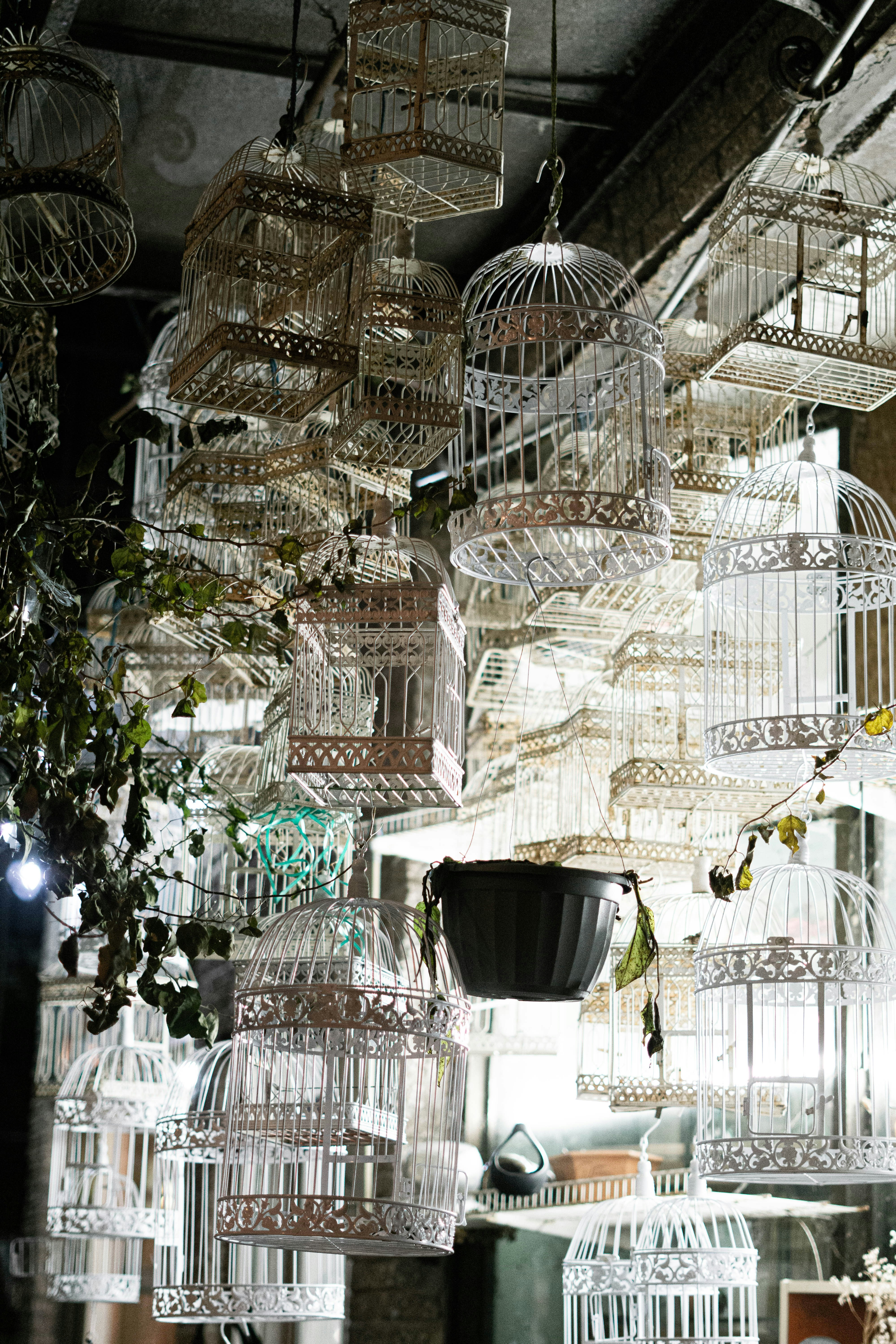 white metal birdcage lot inside a lighted room