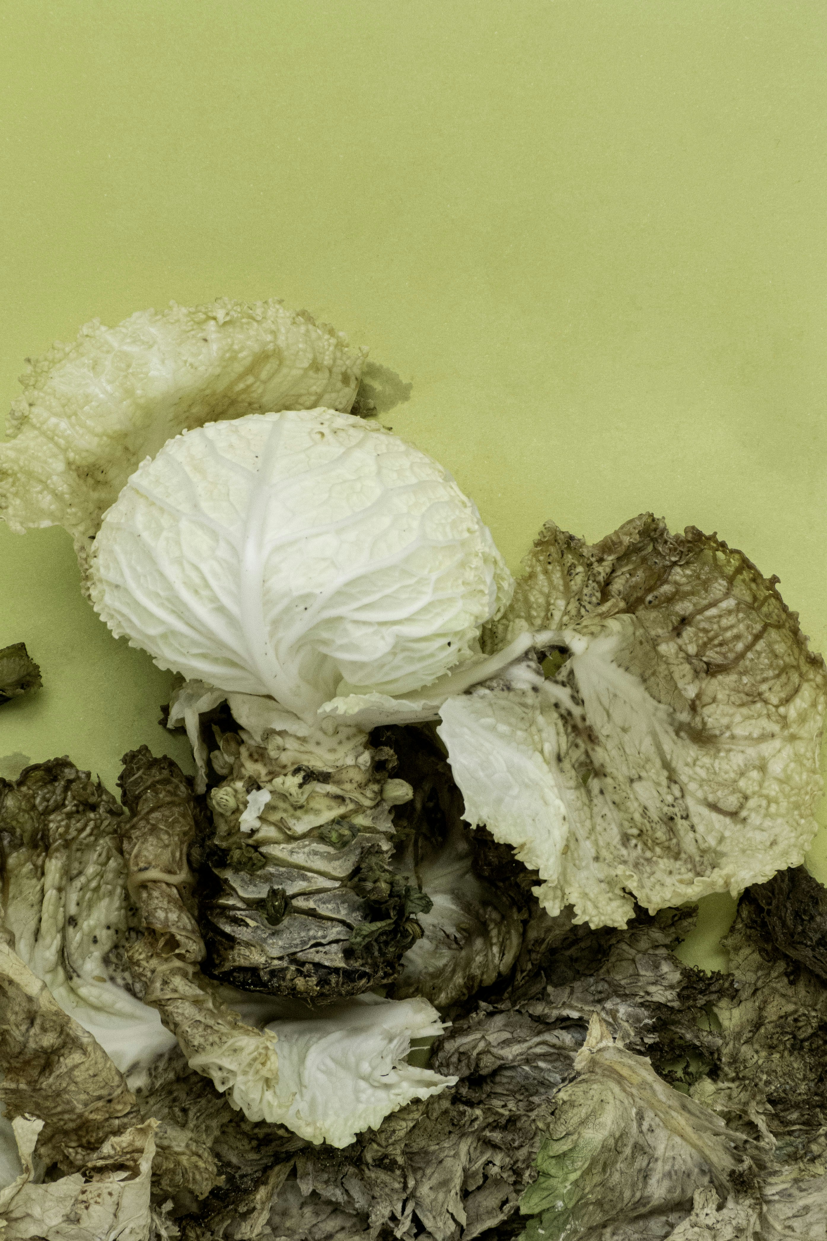 500+ Food Waste Pictures [HD] | Download Free Images on Unsplash