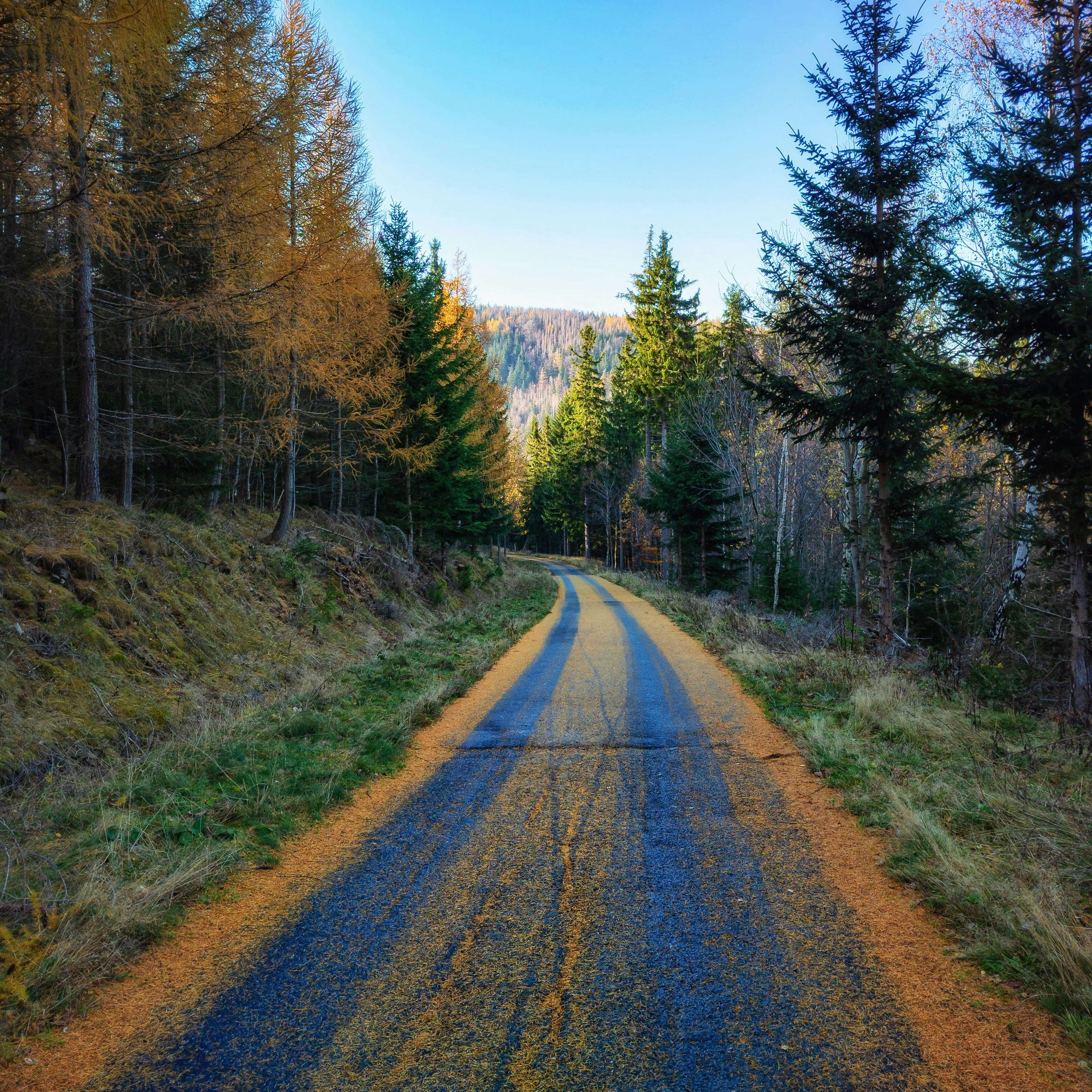 Forest road lined with trees in autumn foliage leading towards distant mountains.