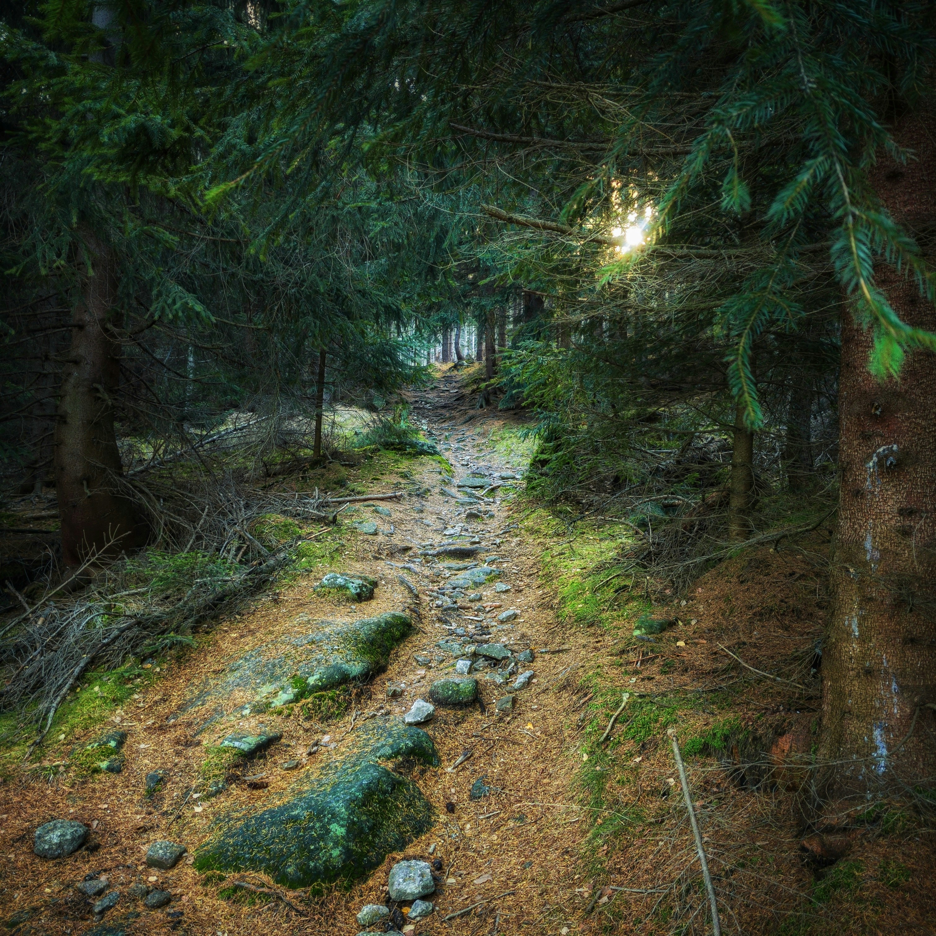 Sunlight filters through dense evergreens, illuminating a rocky forest path.
