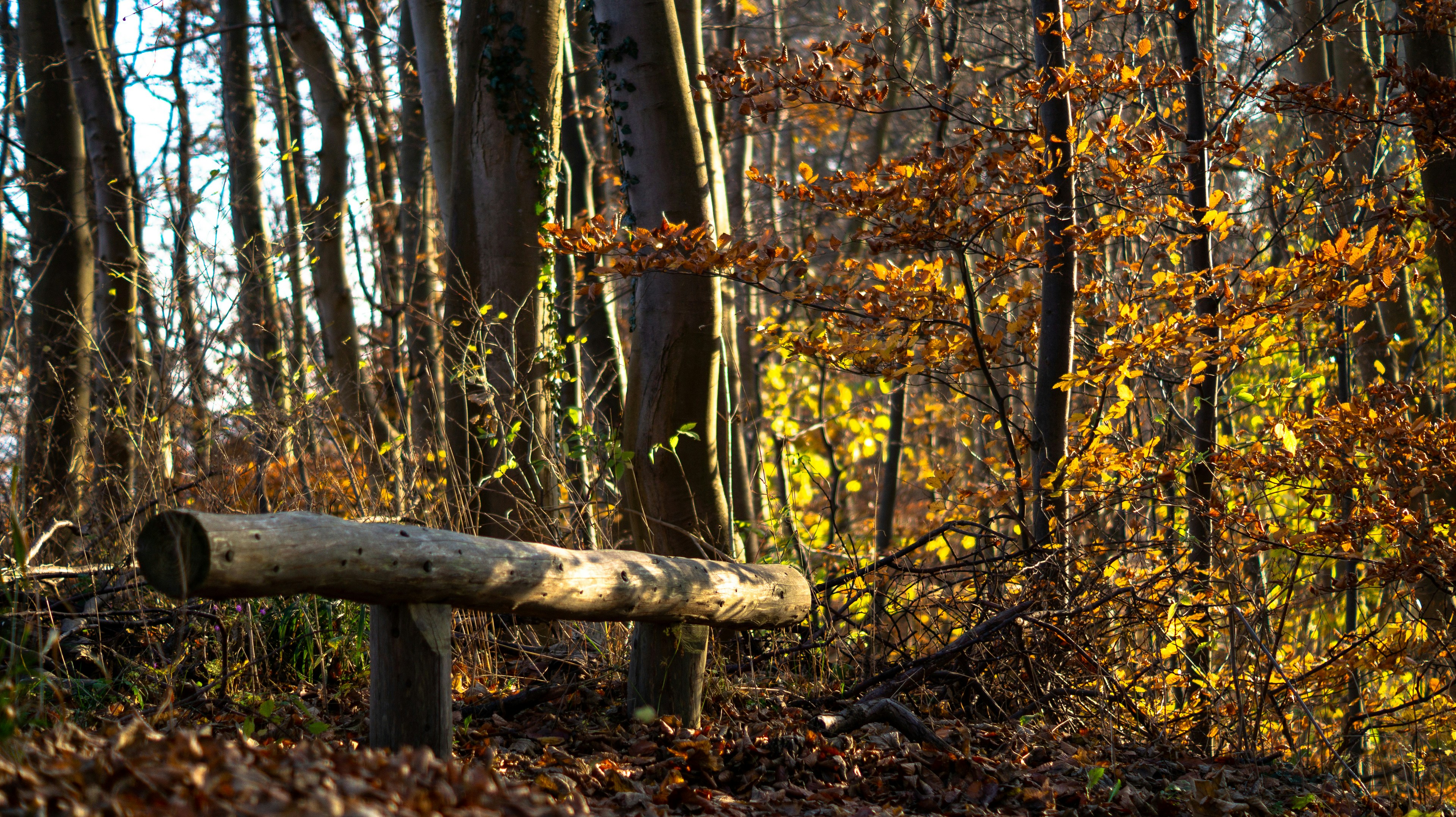 Wooden bench amidst colorful autumn foliage in a sunlit forest.