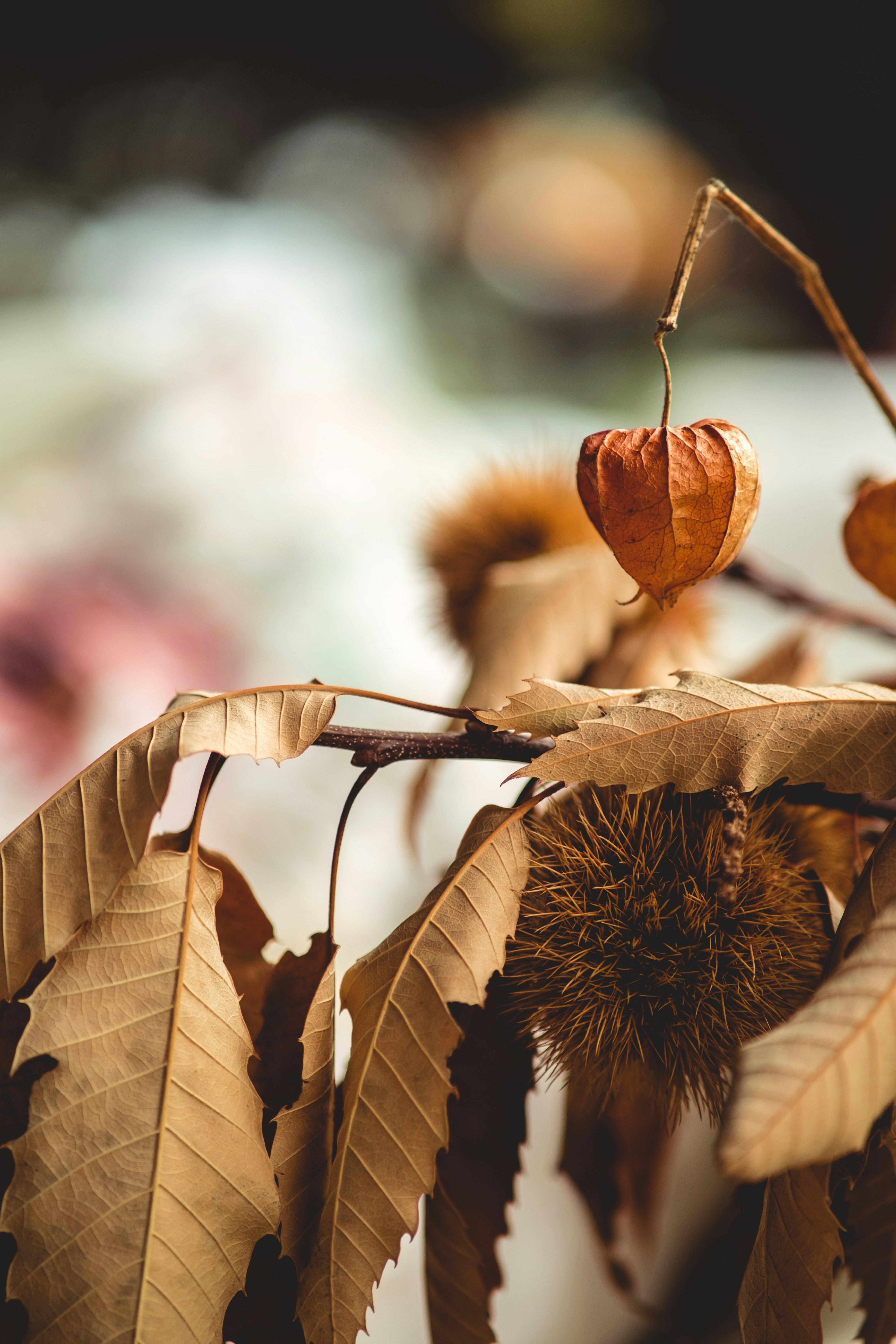 Heart of Autumn: Delicate Sepia Moment on a Withered Branch