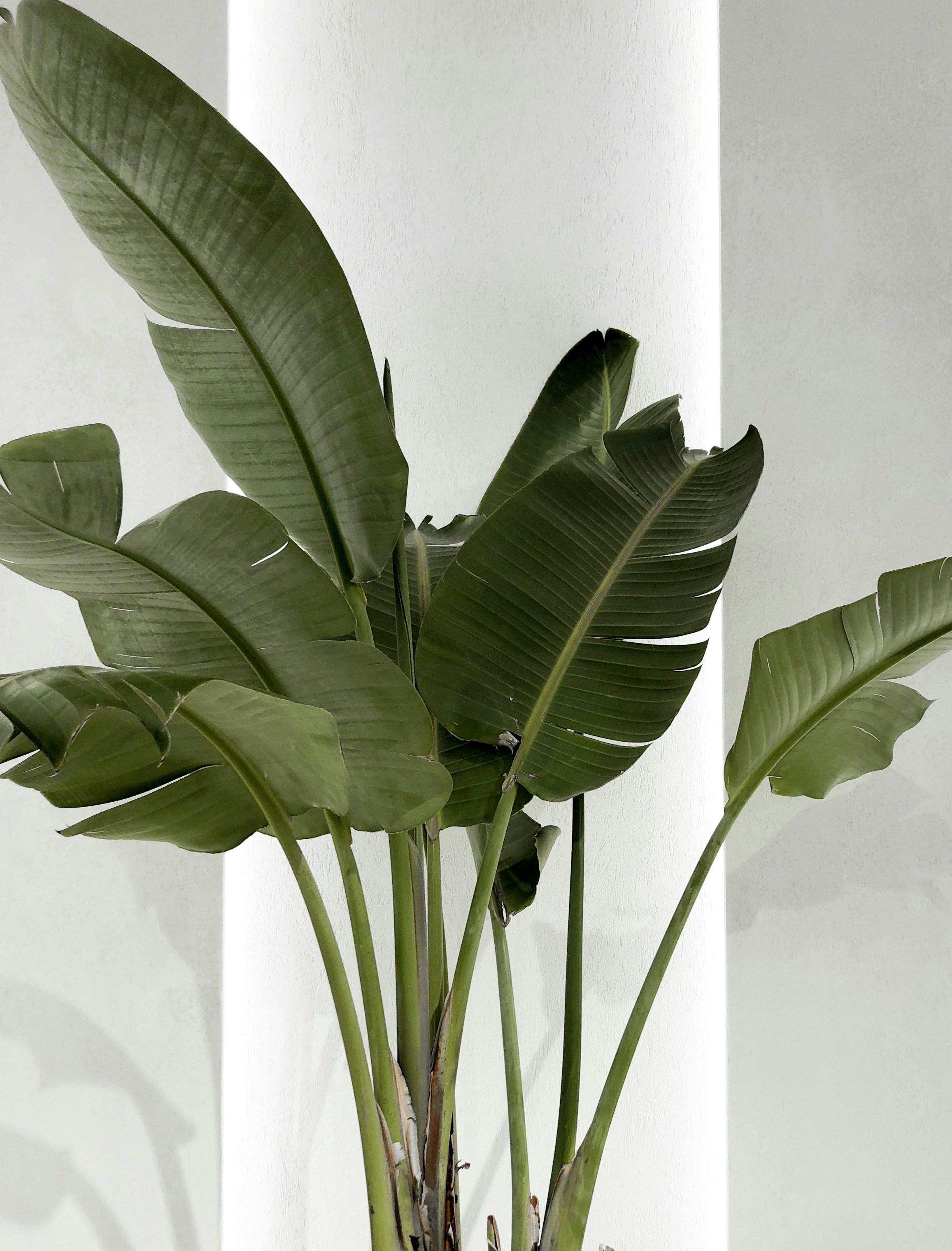 Lush green leaves of a tropical plant gracefully frame a white column, creating a serene indoor ambiance.