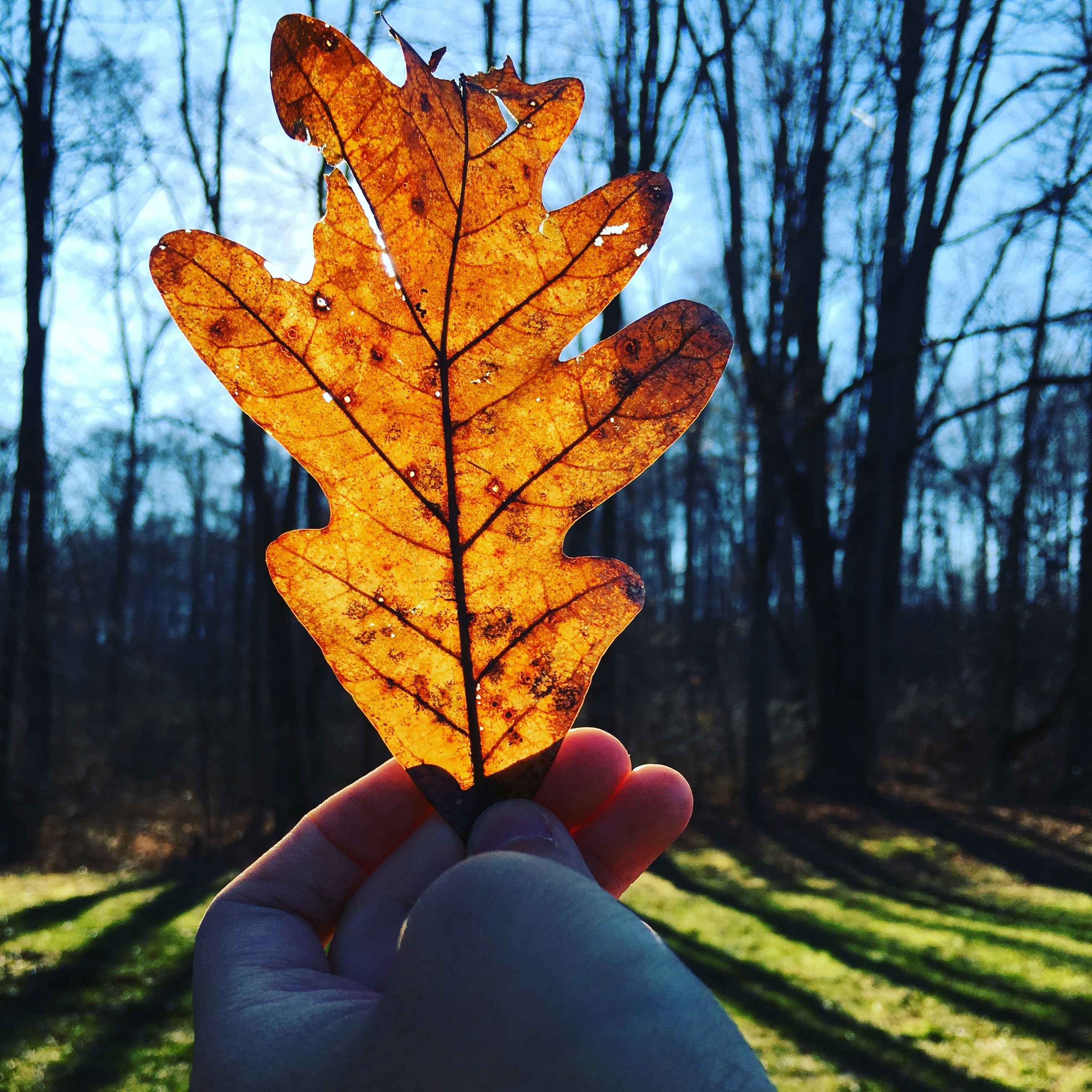Amber Leaf in a Gentle Hand: Autumn Light Against a Shadowed Wood