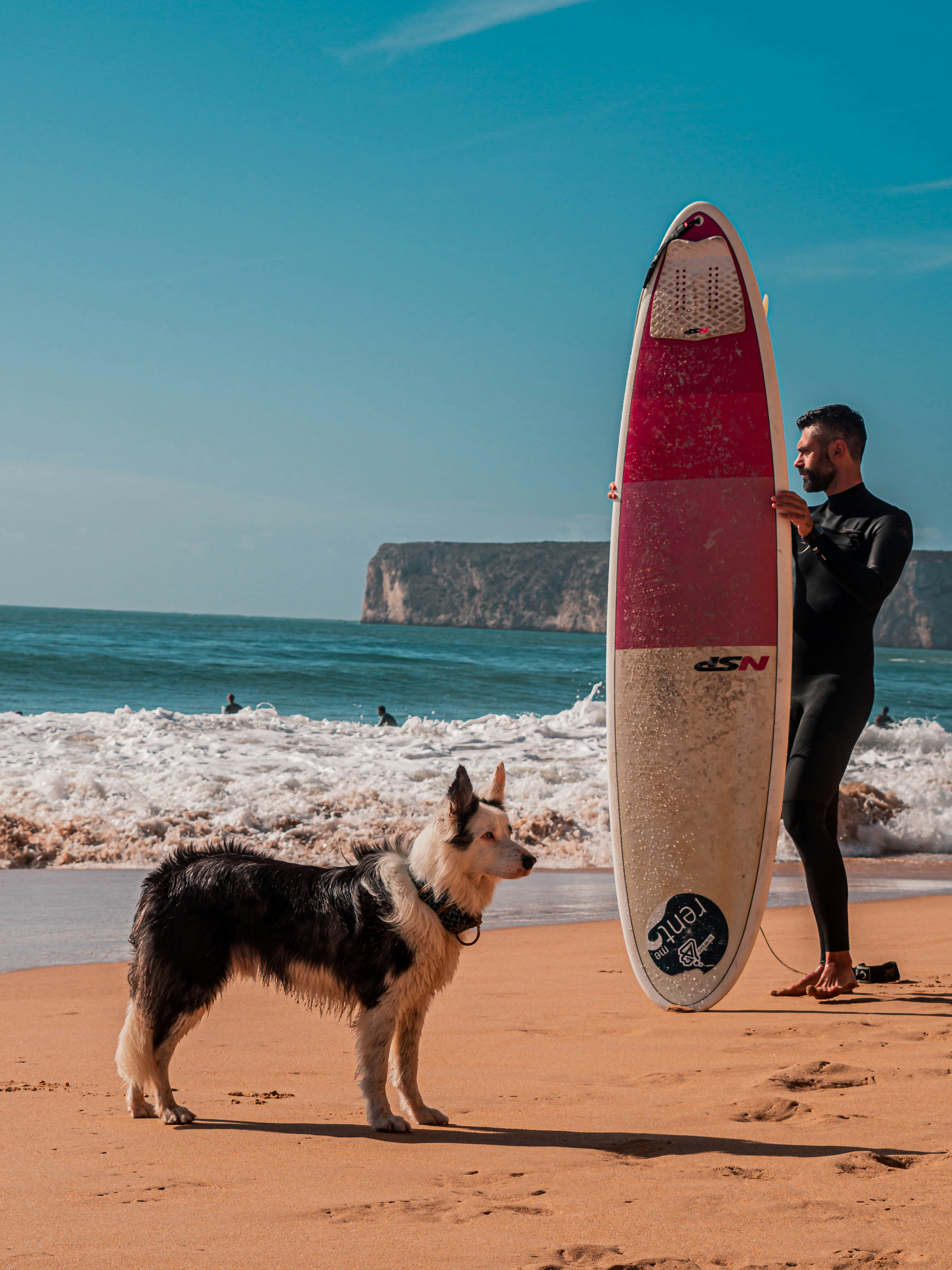 Surfboard, Dog, and Rider: Beach Day with a Tail-Wagging Companion