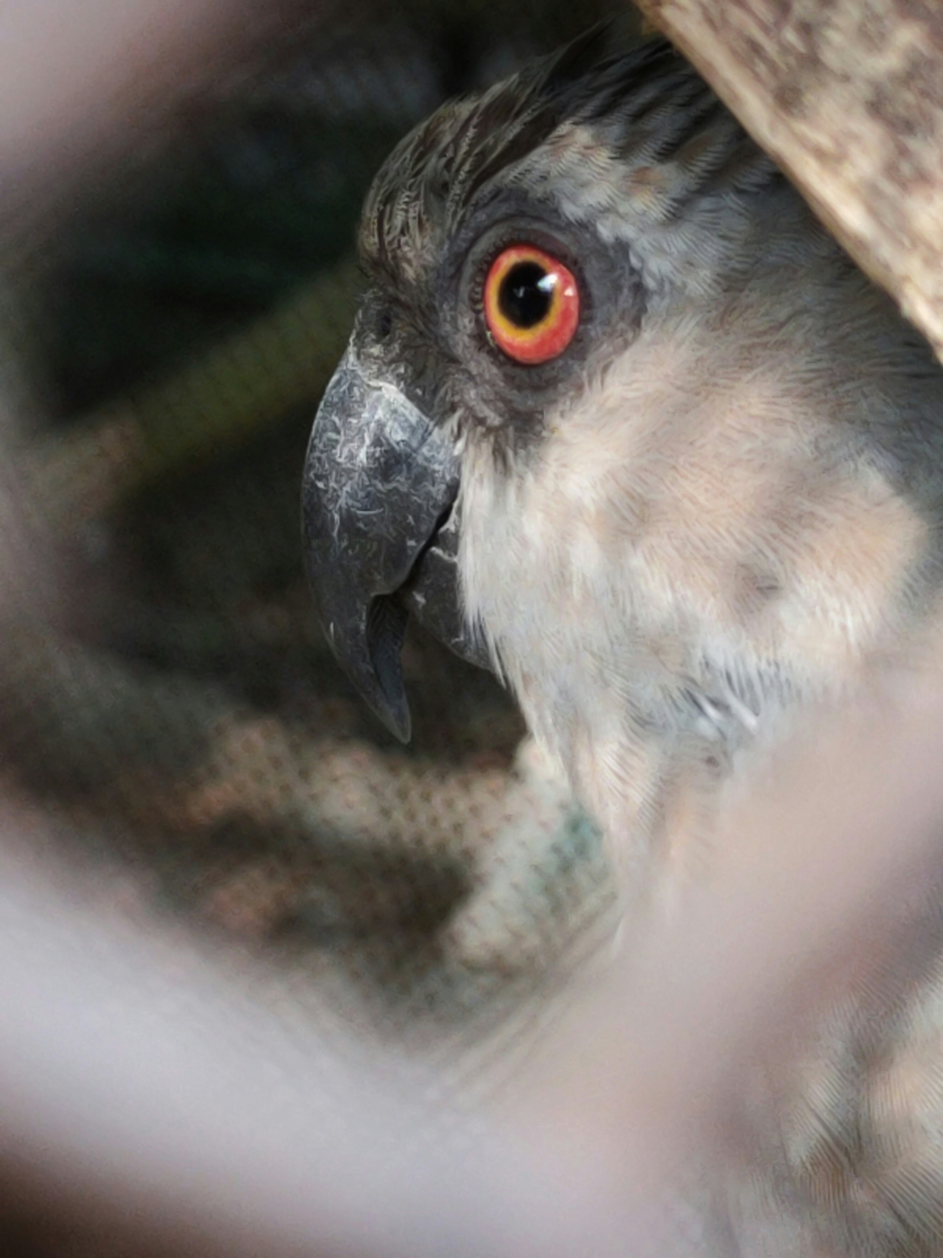 Close-up of a bird's face, showcasing its striking features and vibrant eye color through a mesh barrier.