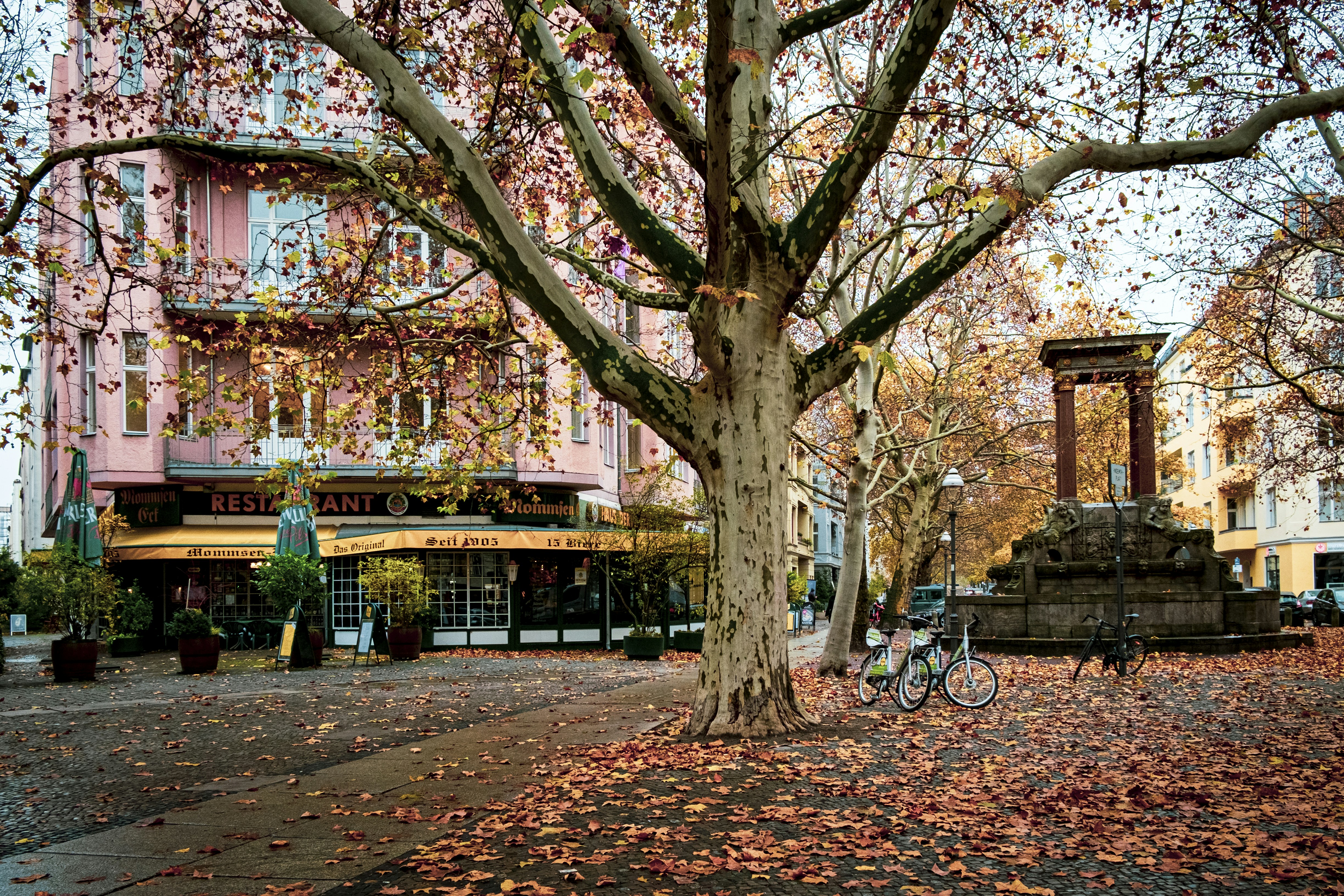 Autumn Arboreal Heart in a City Square with a Quiet Fountain