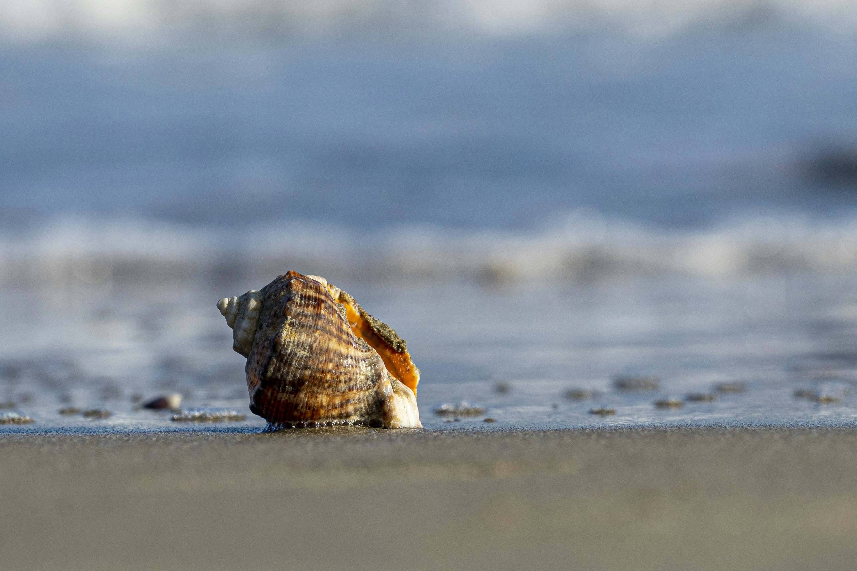 Brown conch shell near seashore photo – Free Turtle Image on Unsplash