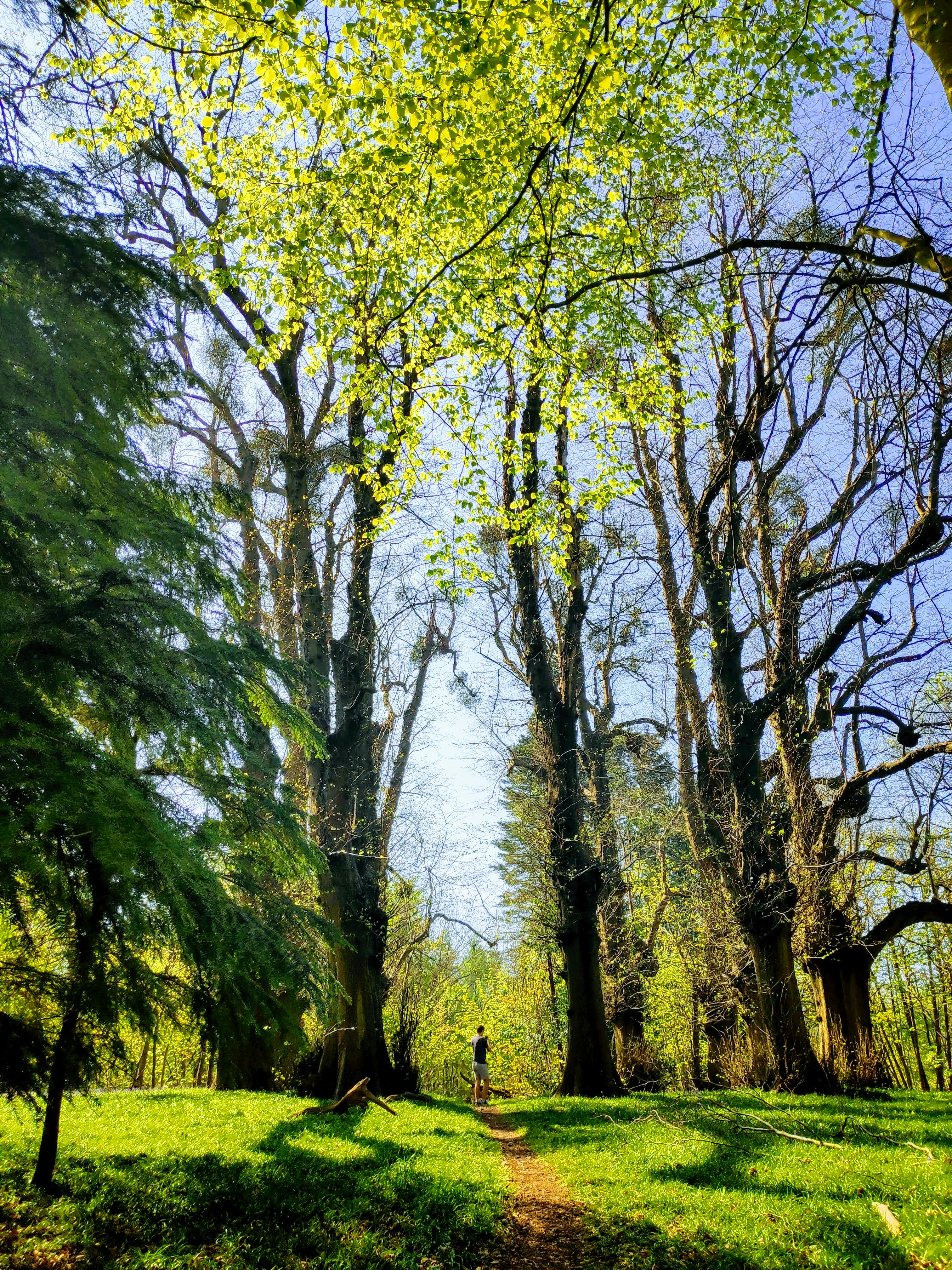 Sunlit Avenue: Dawn Light Through Ancient Giants