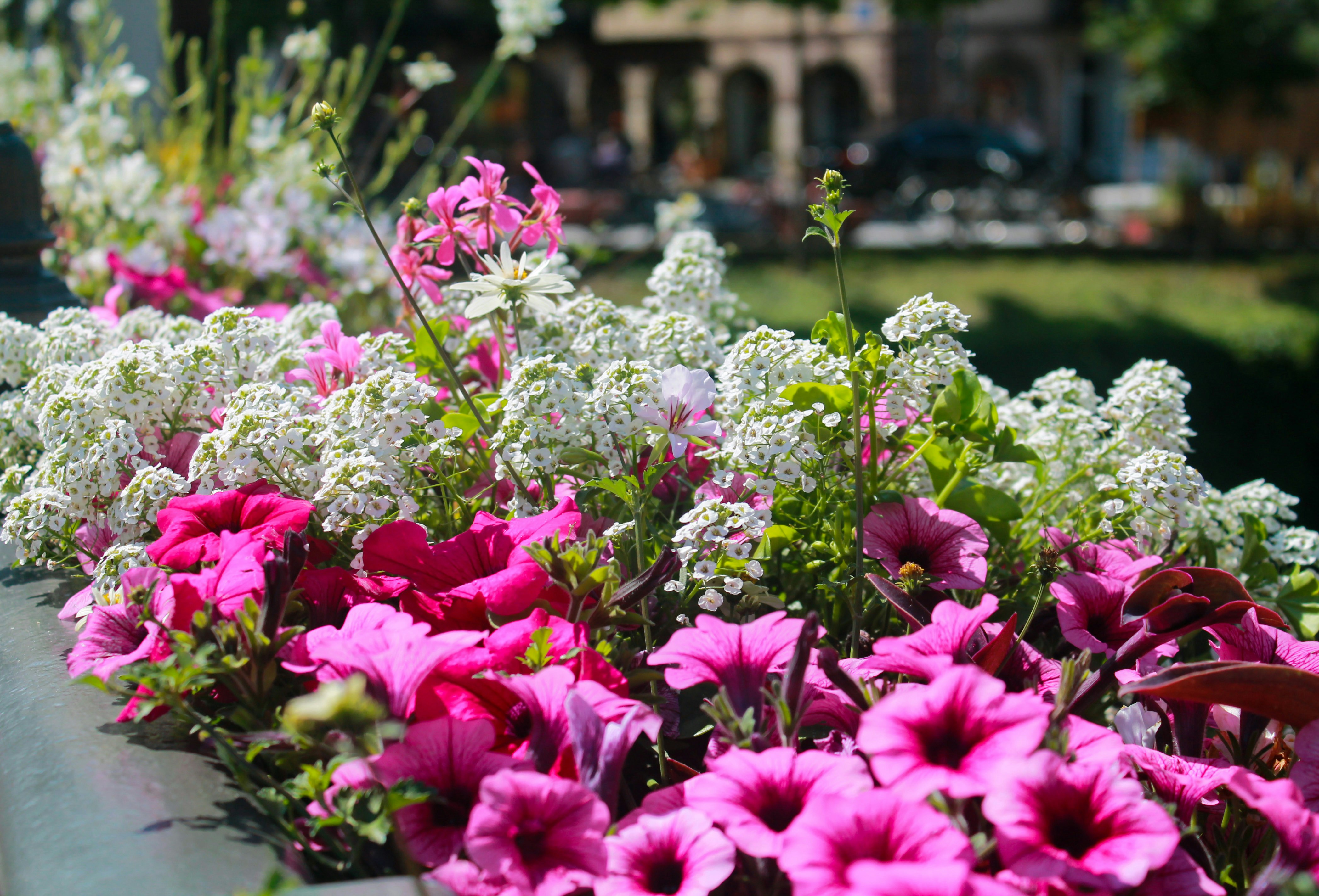 Pink and white flowers blooming in a sunlit urban garden.