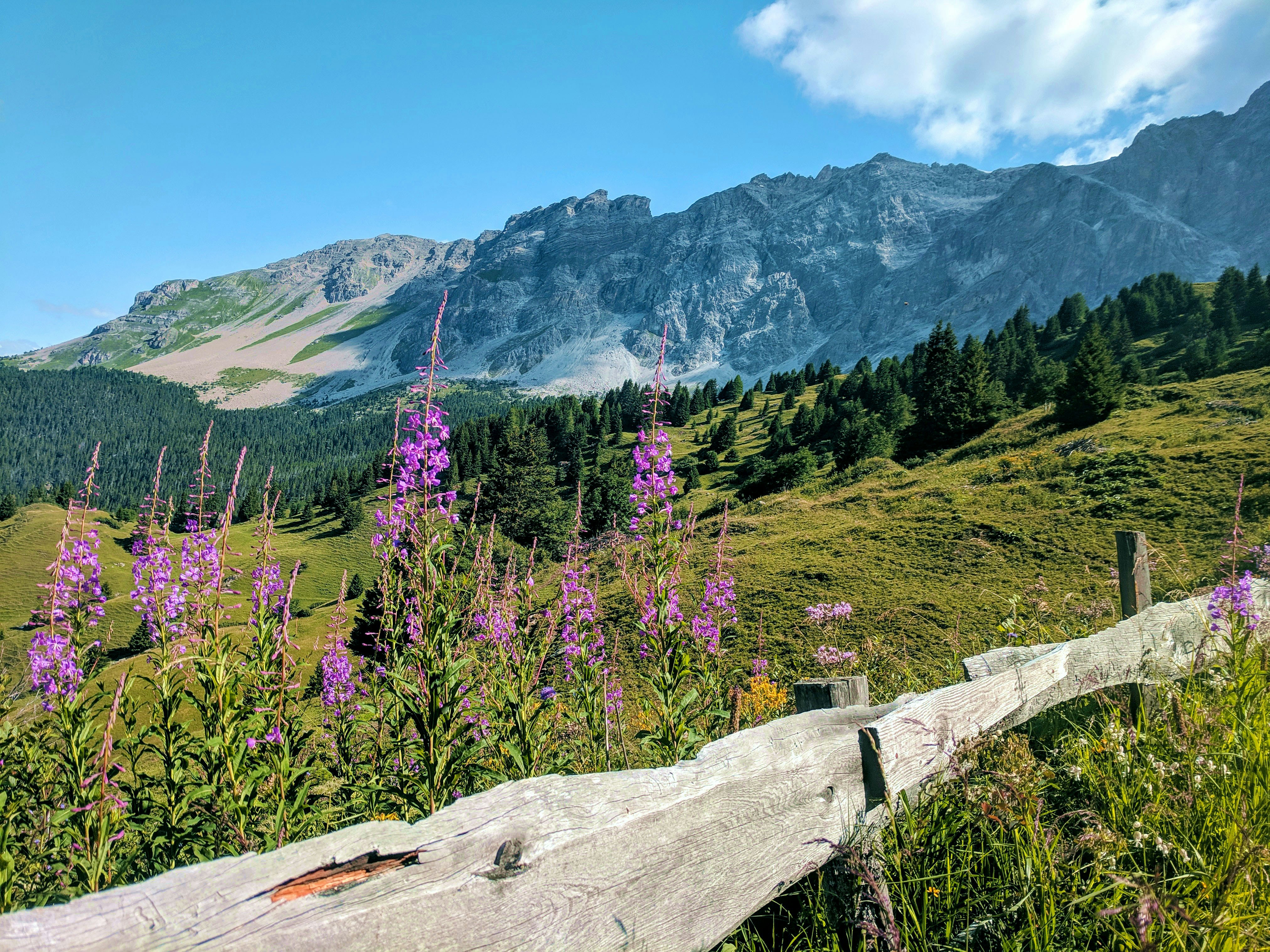 Purple petaled flower photo – Free Switzerland Image on Unsplash