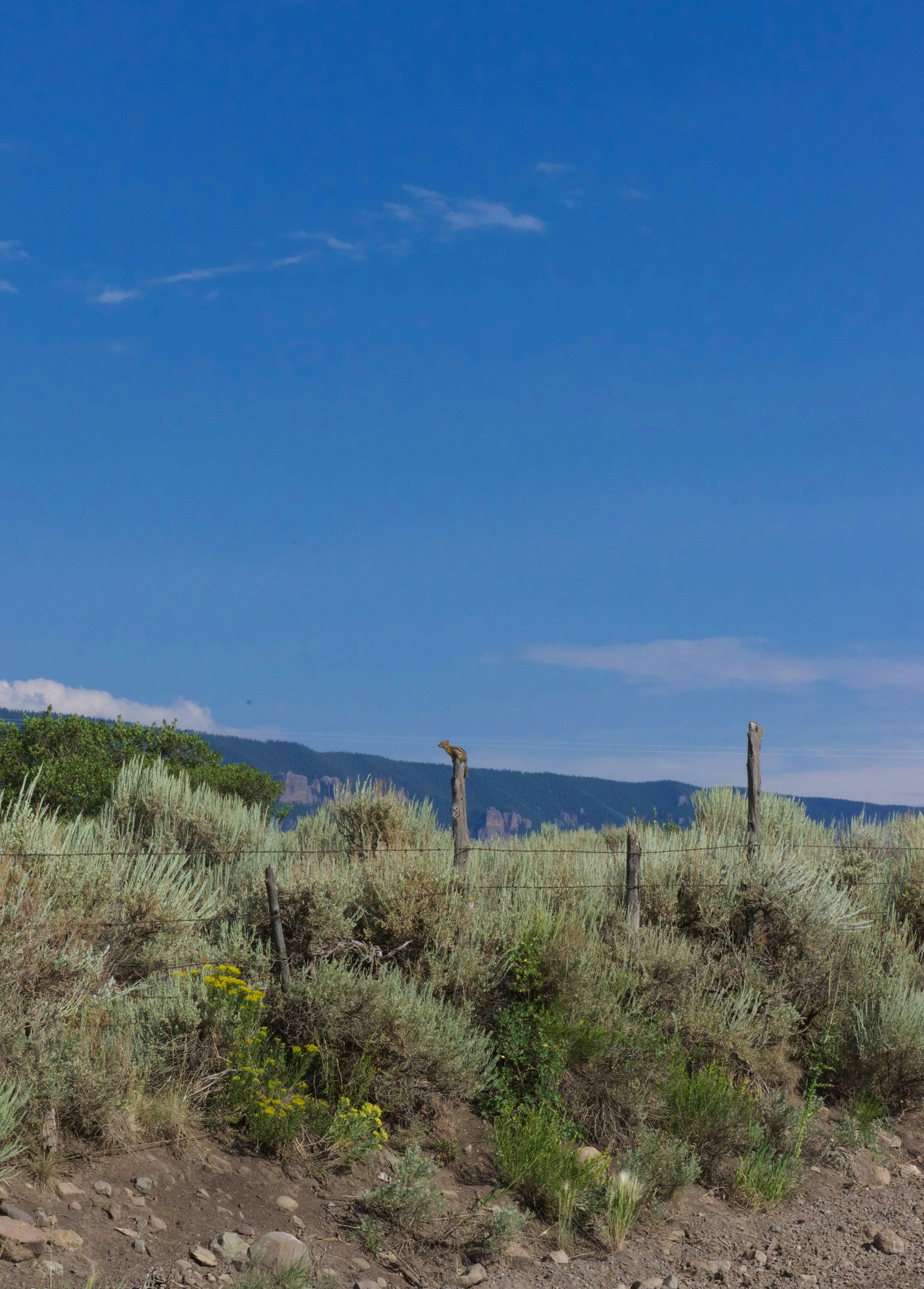 Définition de cimarron | Dictionnaire français