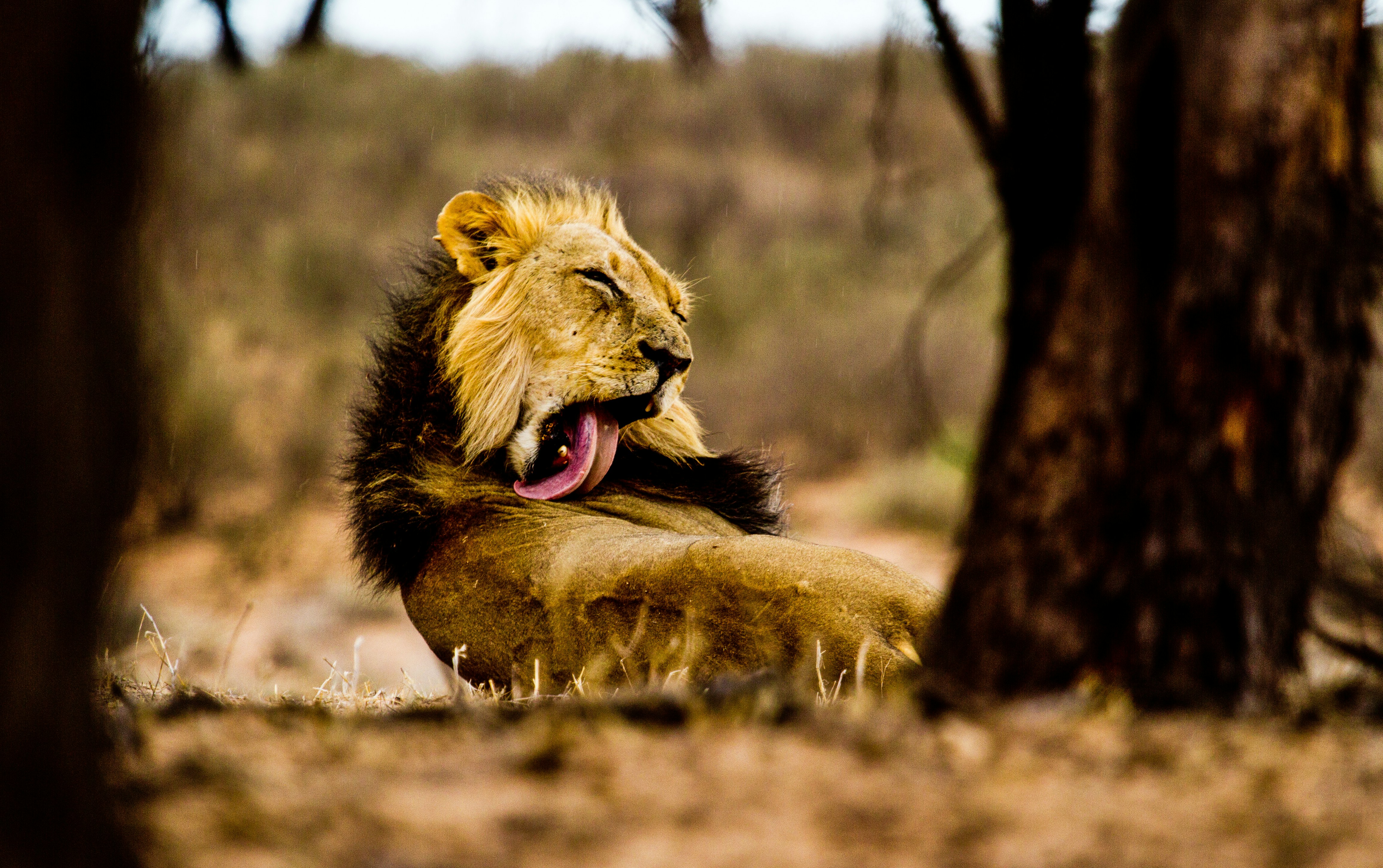 Beige lion photo – Free Kgalagadi Image on Unsplash