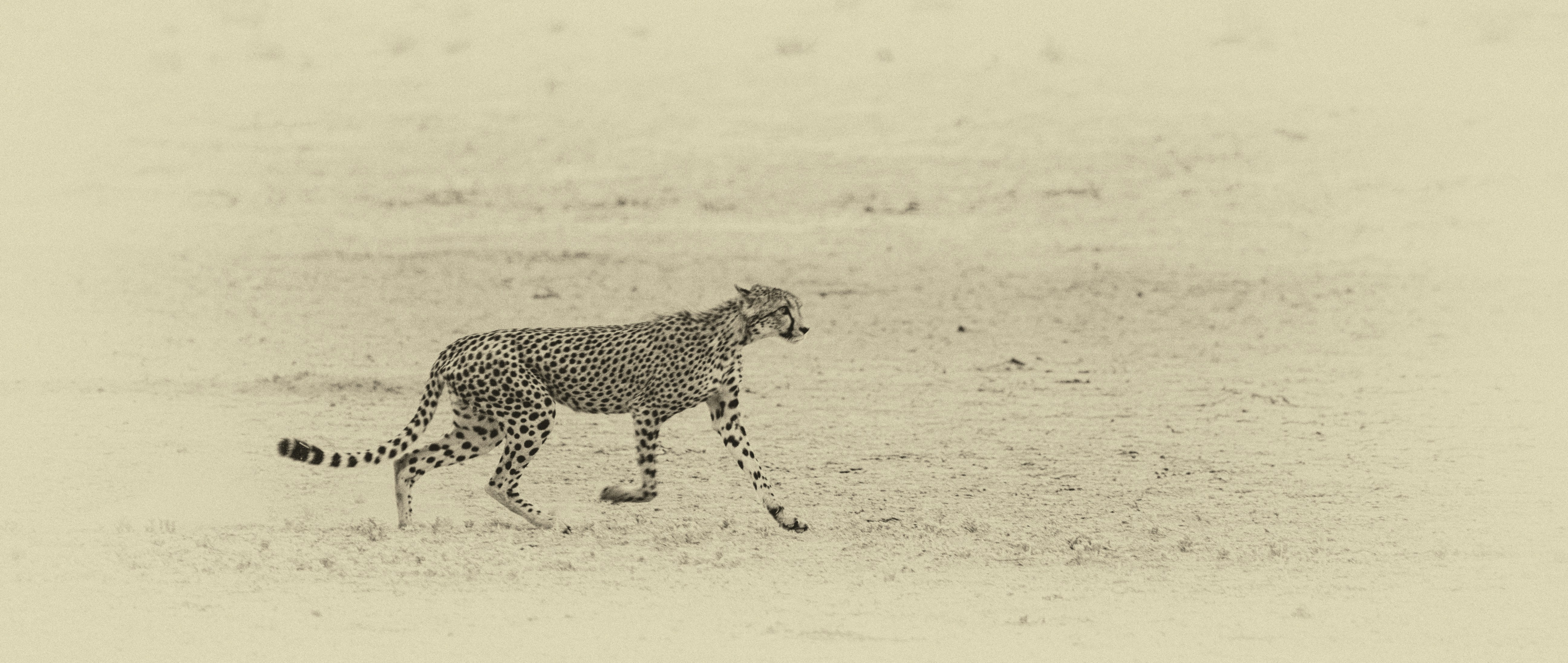 Lone Cheetah on a Pale Desert Crossing