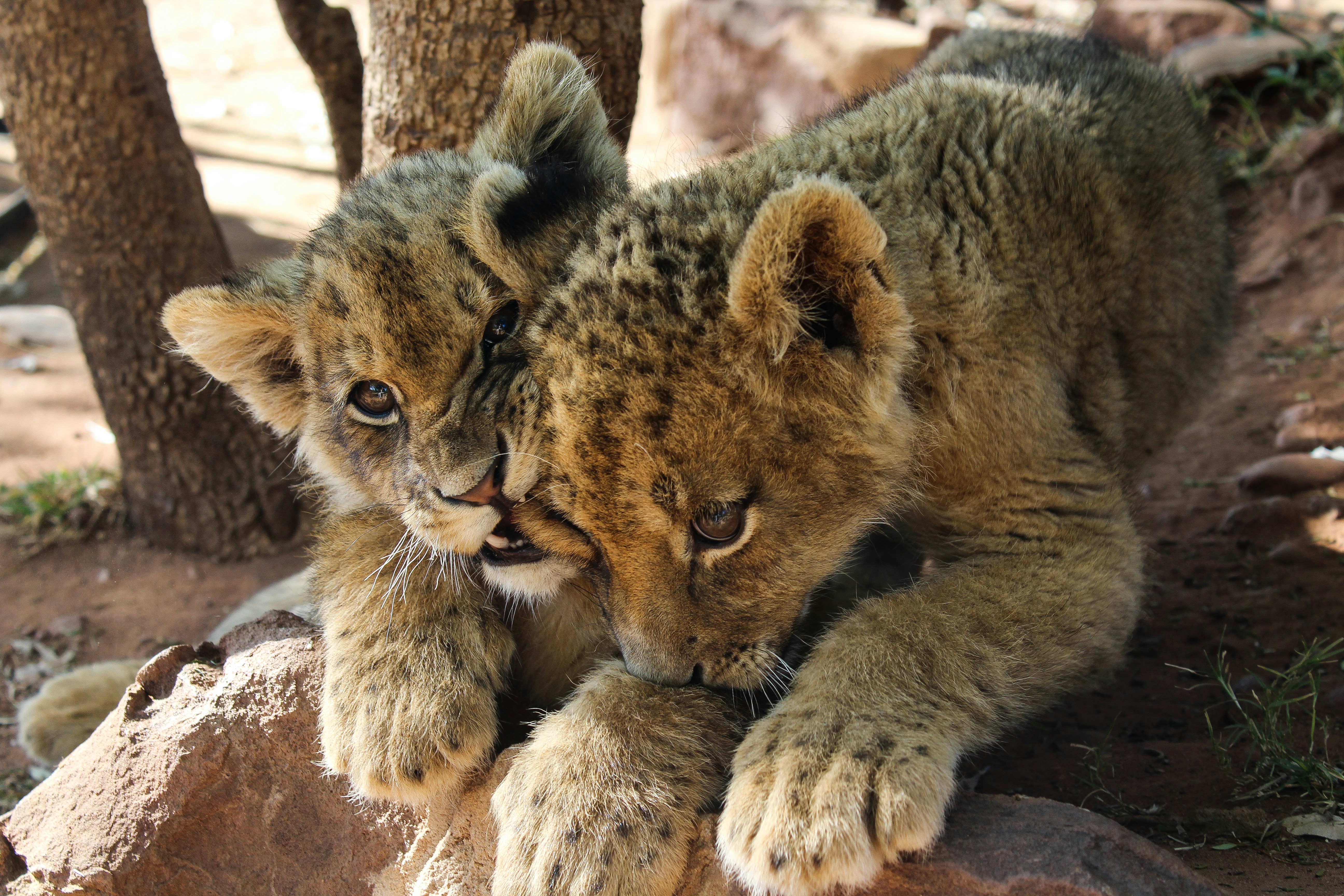 Curious Cubes: A Pair of Lion Cubs in Quiet Bond