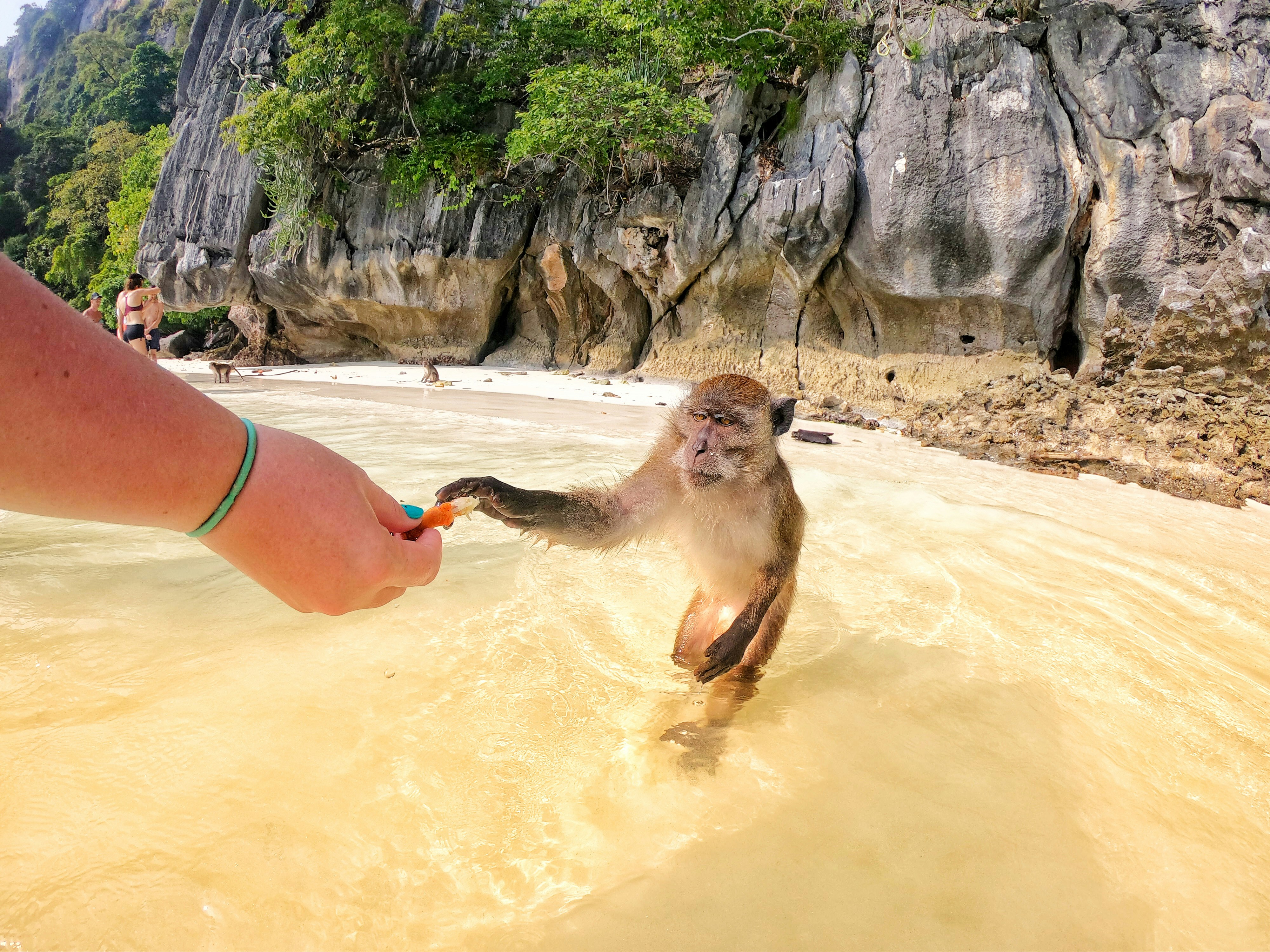 A monkey reaching out for a treat while standing in shallow water, surrounded by a tropical beach setting.