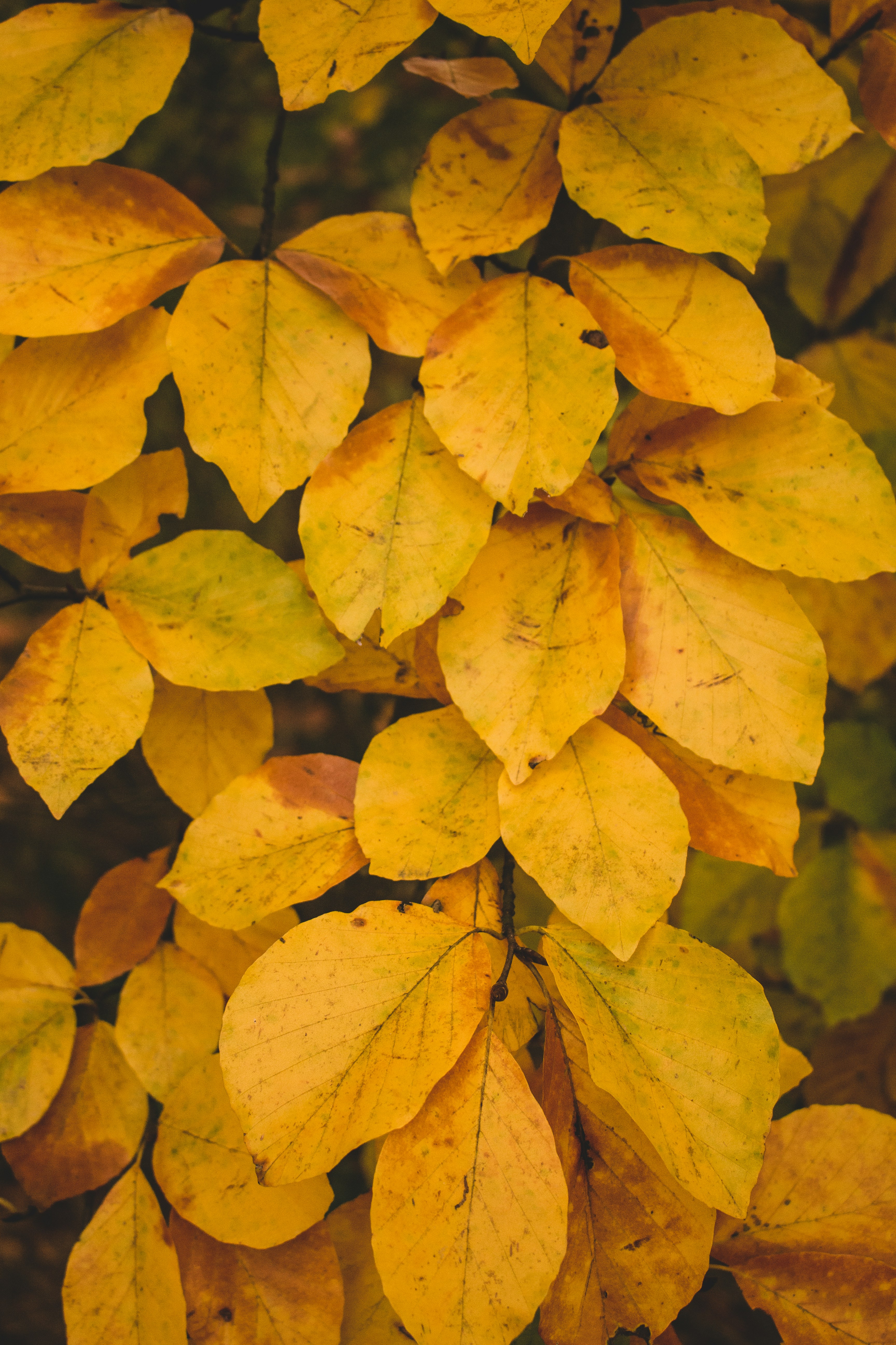 999+ Yellow Tree Pictures | Download Free Images on Unsplash