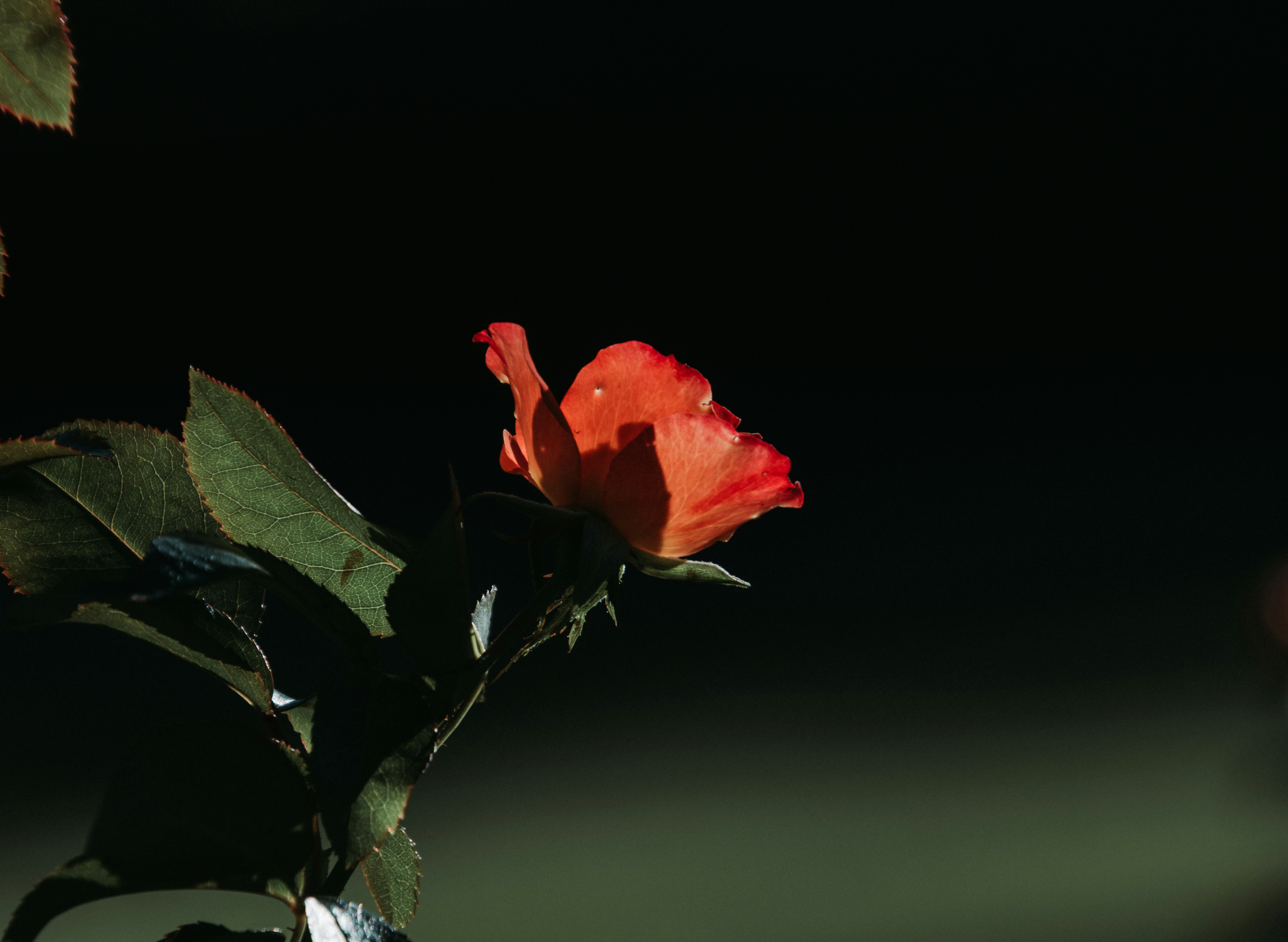 Crimson Rose Against Velvet Darkness