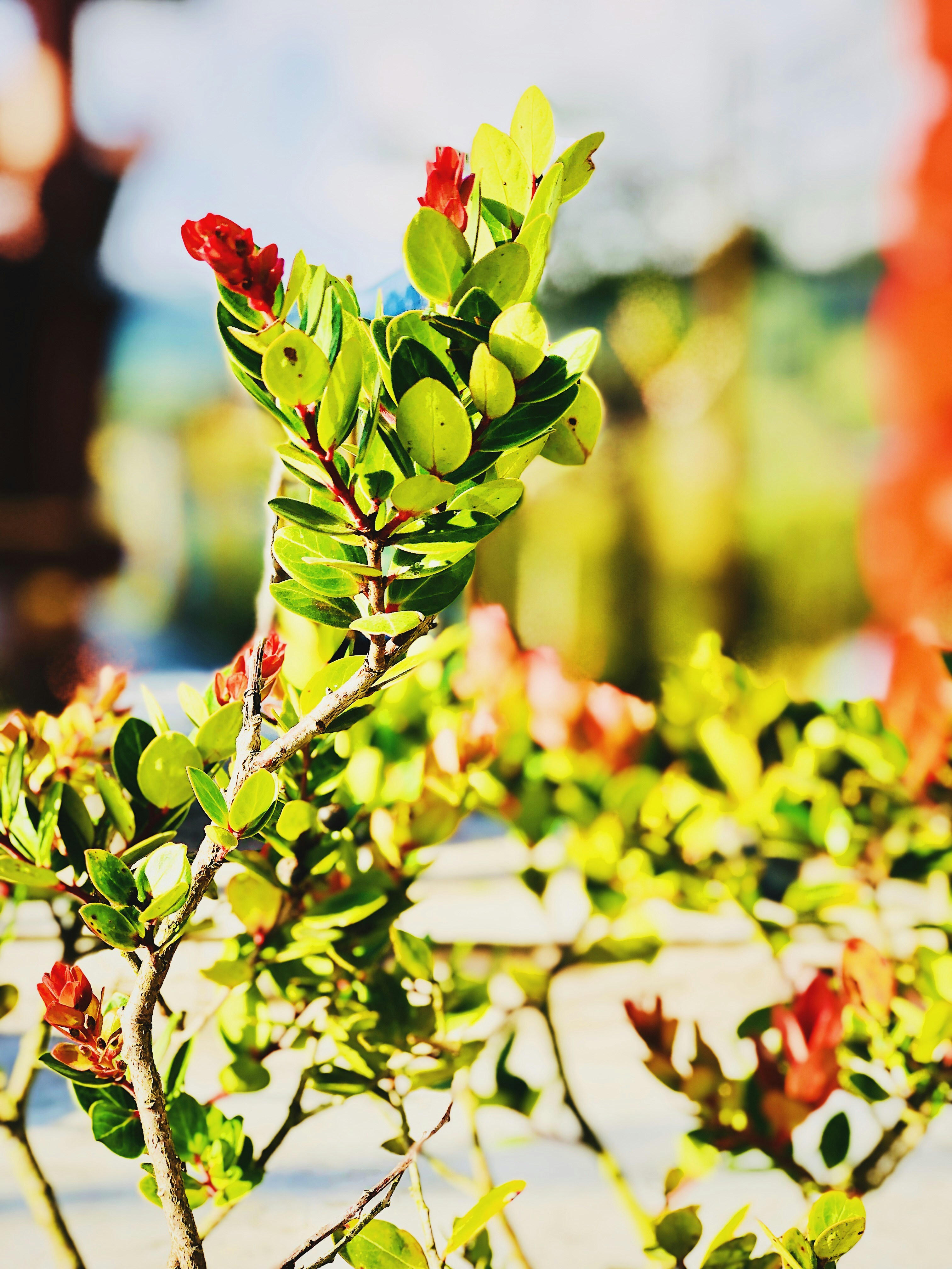A close-up of a flowering shrub with bright red blooms and lush green leaves, showcasing the intricate details of nature's design.