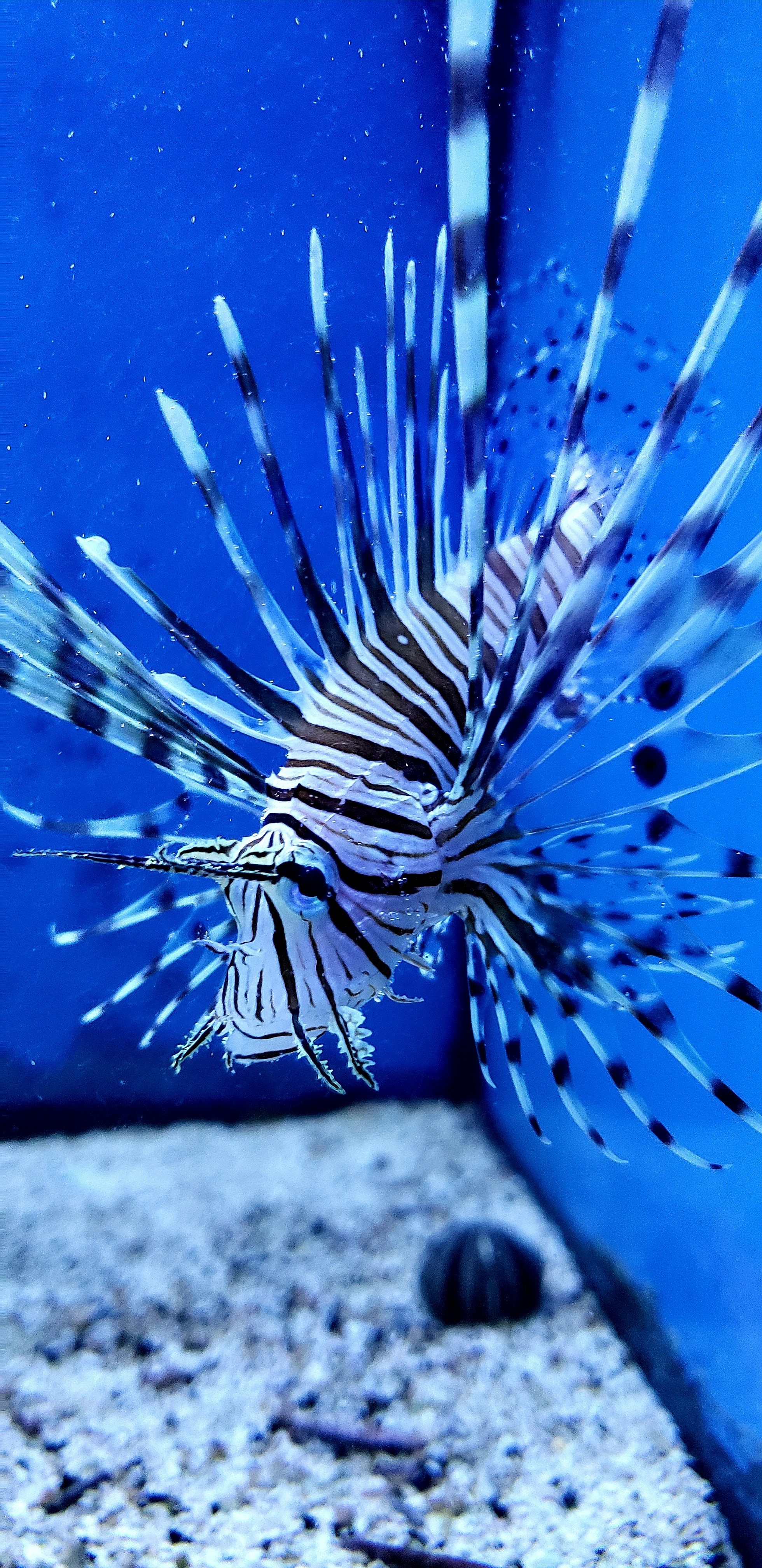 Black and white tiger fish photo – Free Blue Image on Unsplash
