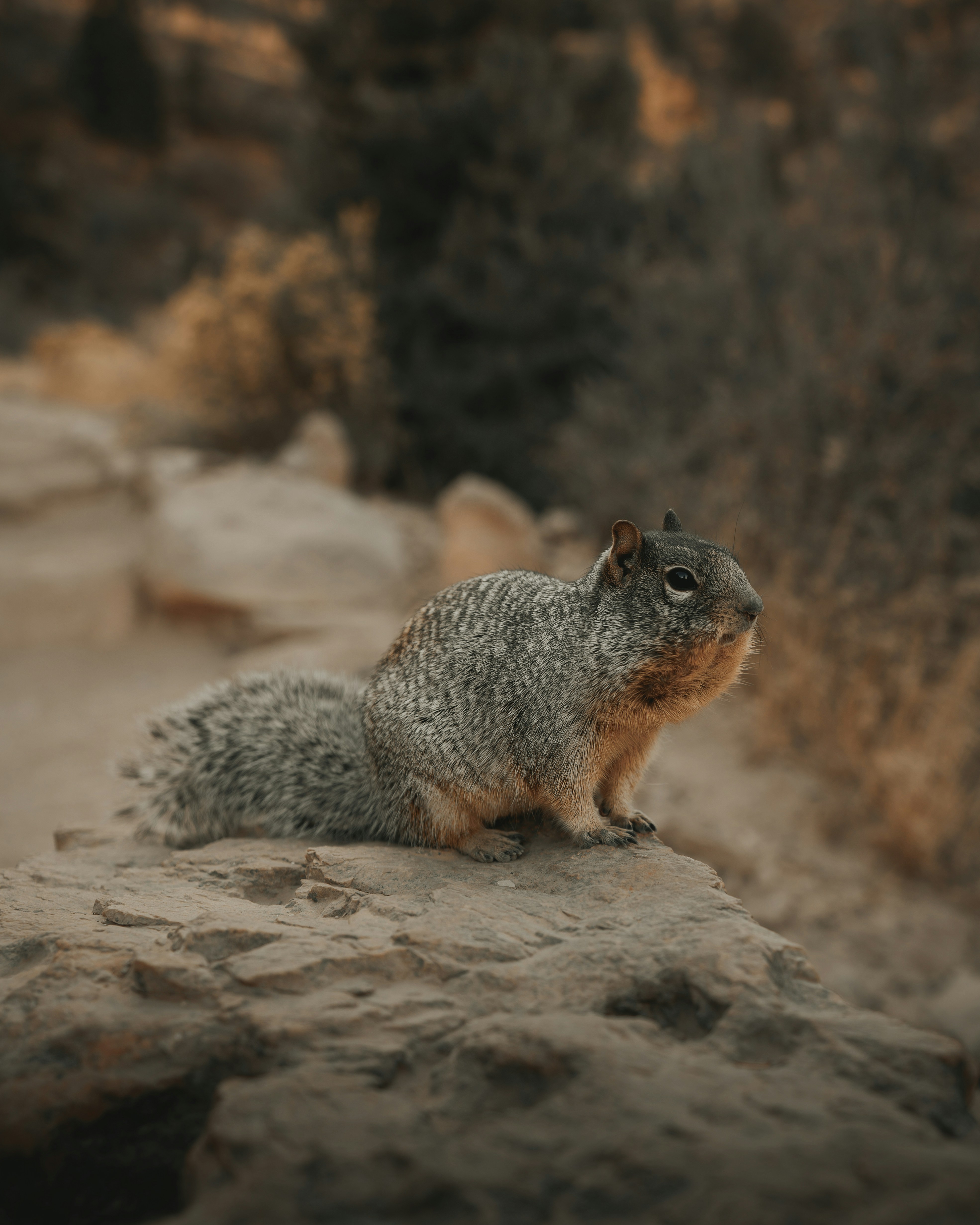 An Arizona rock squirrel searching for some snacks (IG: @clay.banks)