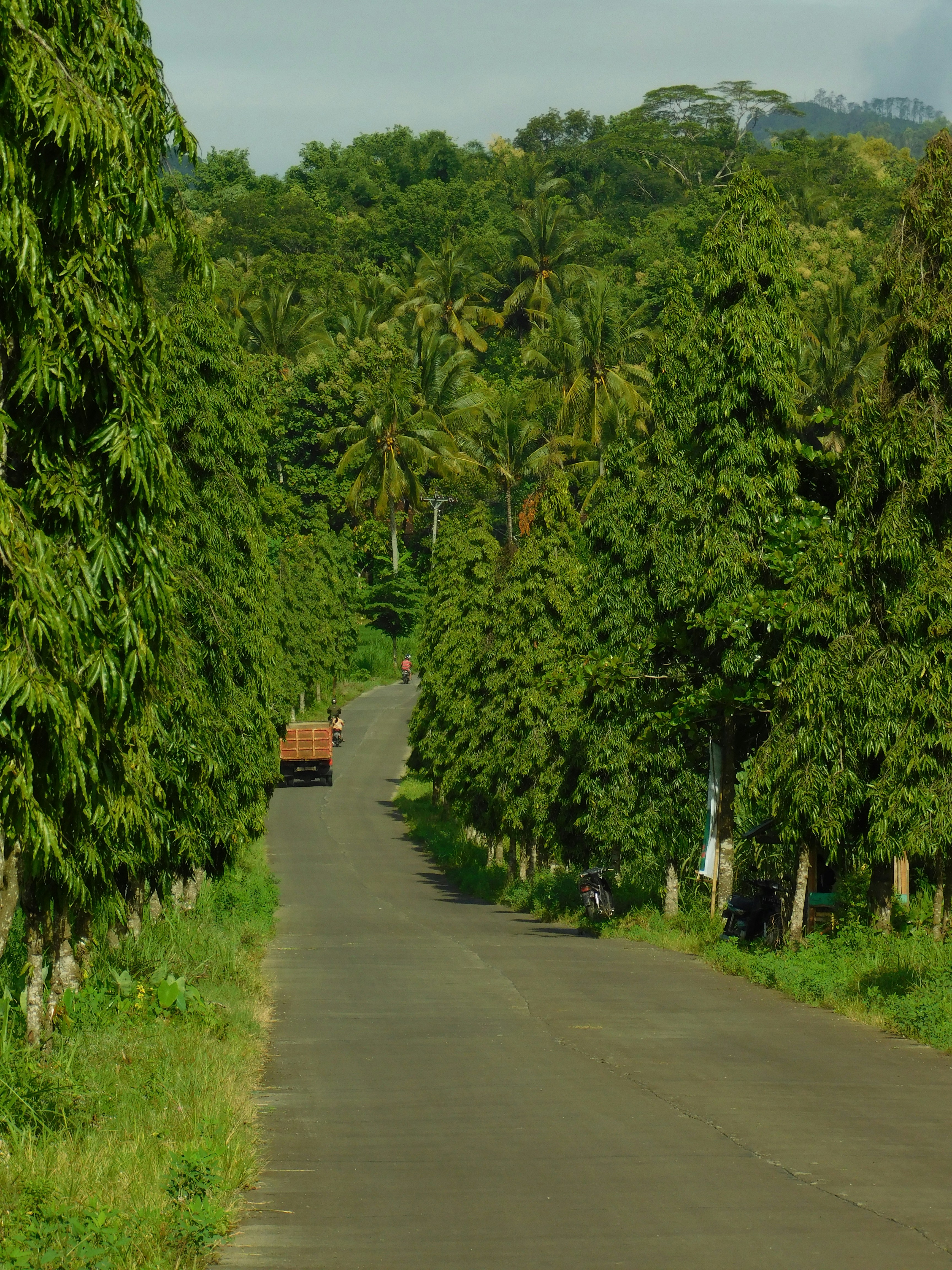 Winding road flanked by tall trees leading into a verdant landscape, with a truck navigating the path. 