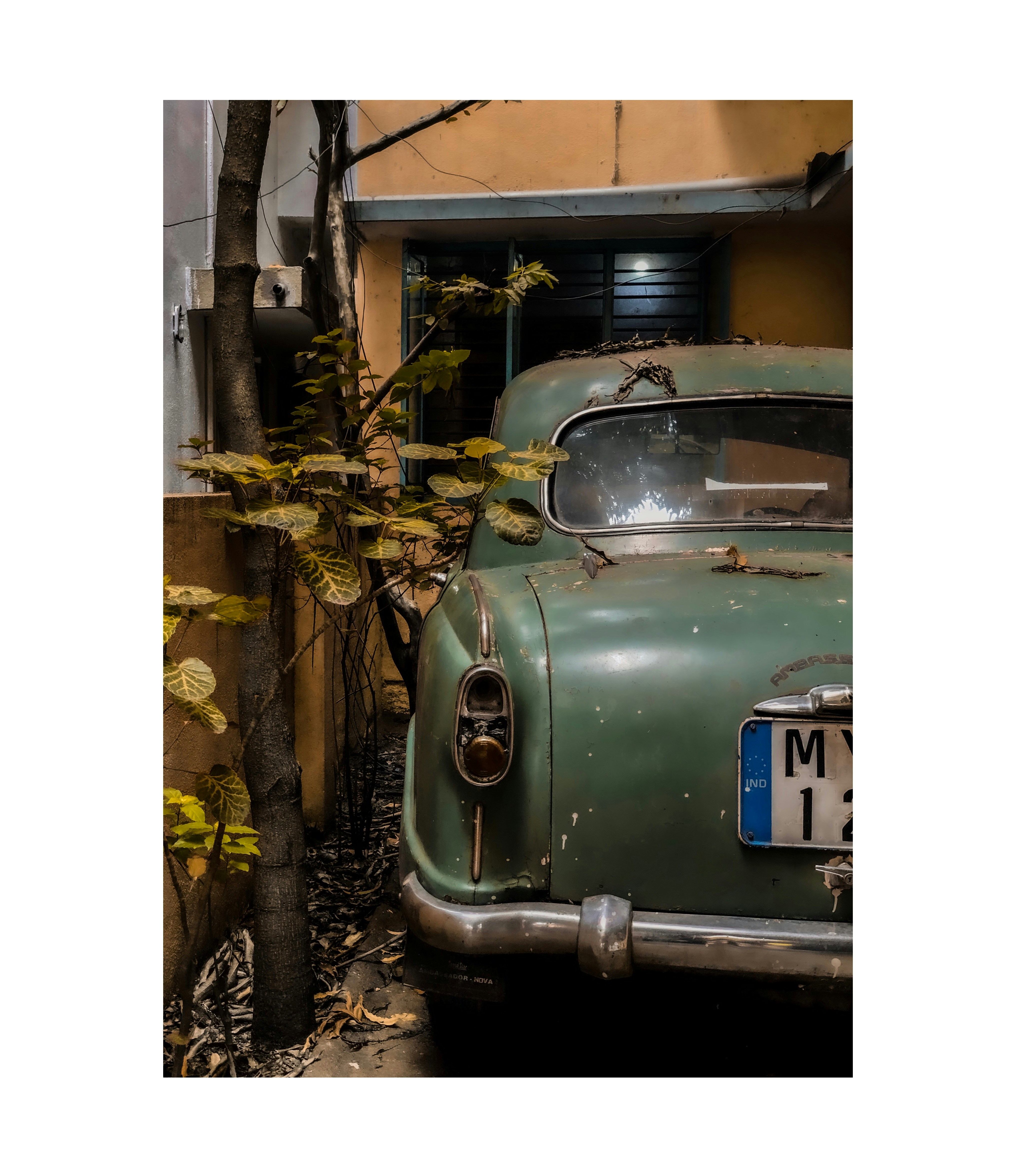 Green relic: the vintage car embraced by ivy in a sunlit alley