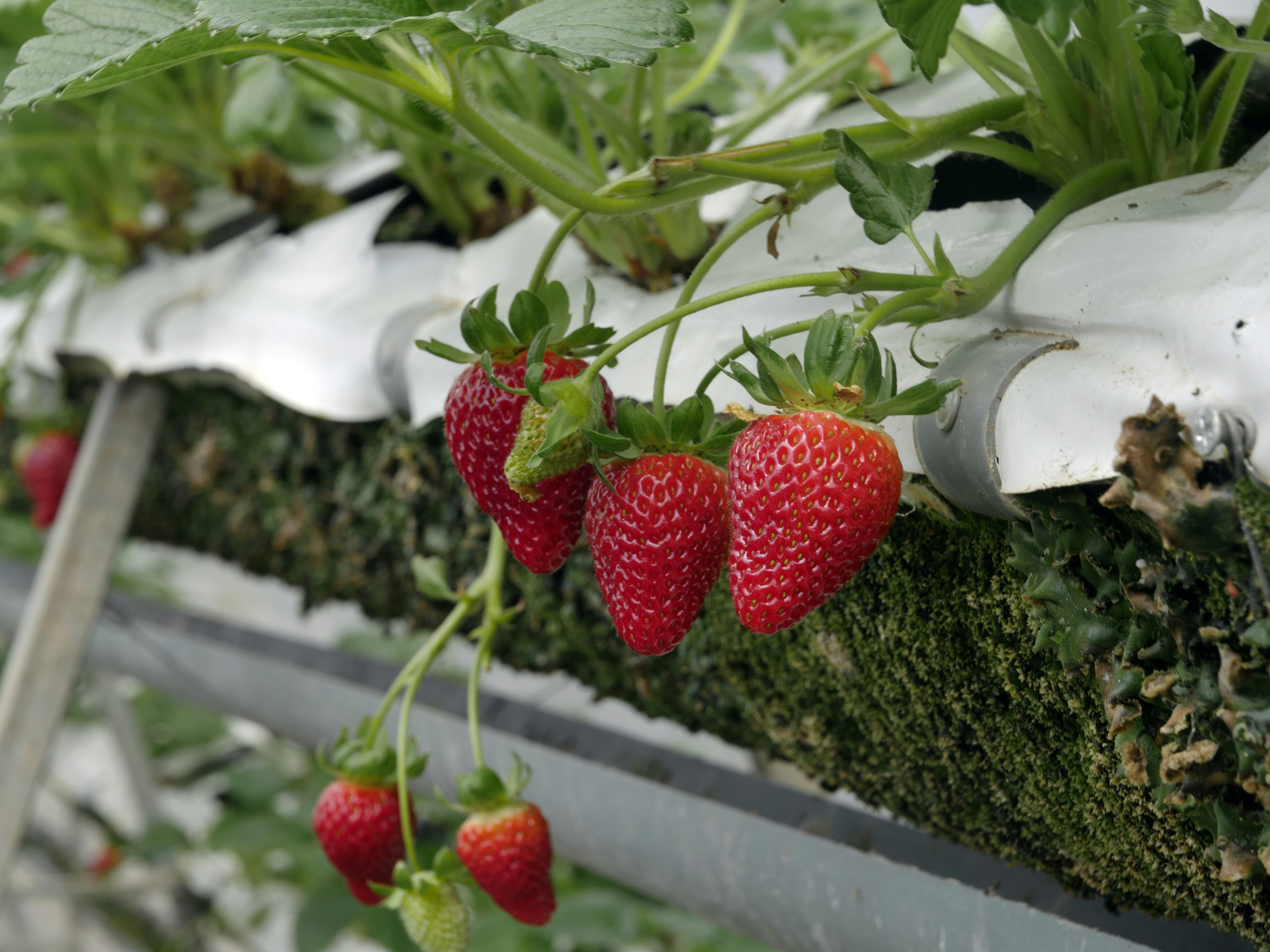 Ripe red strawberries hanging from a vertical garden setup with lush green leaves.