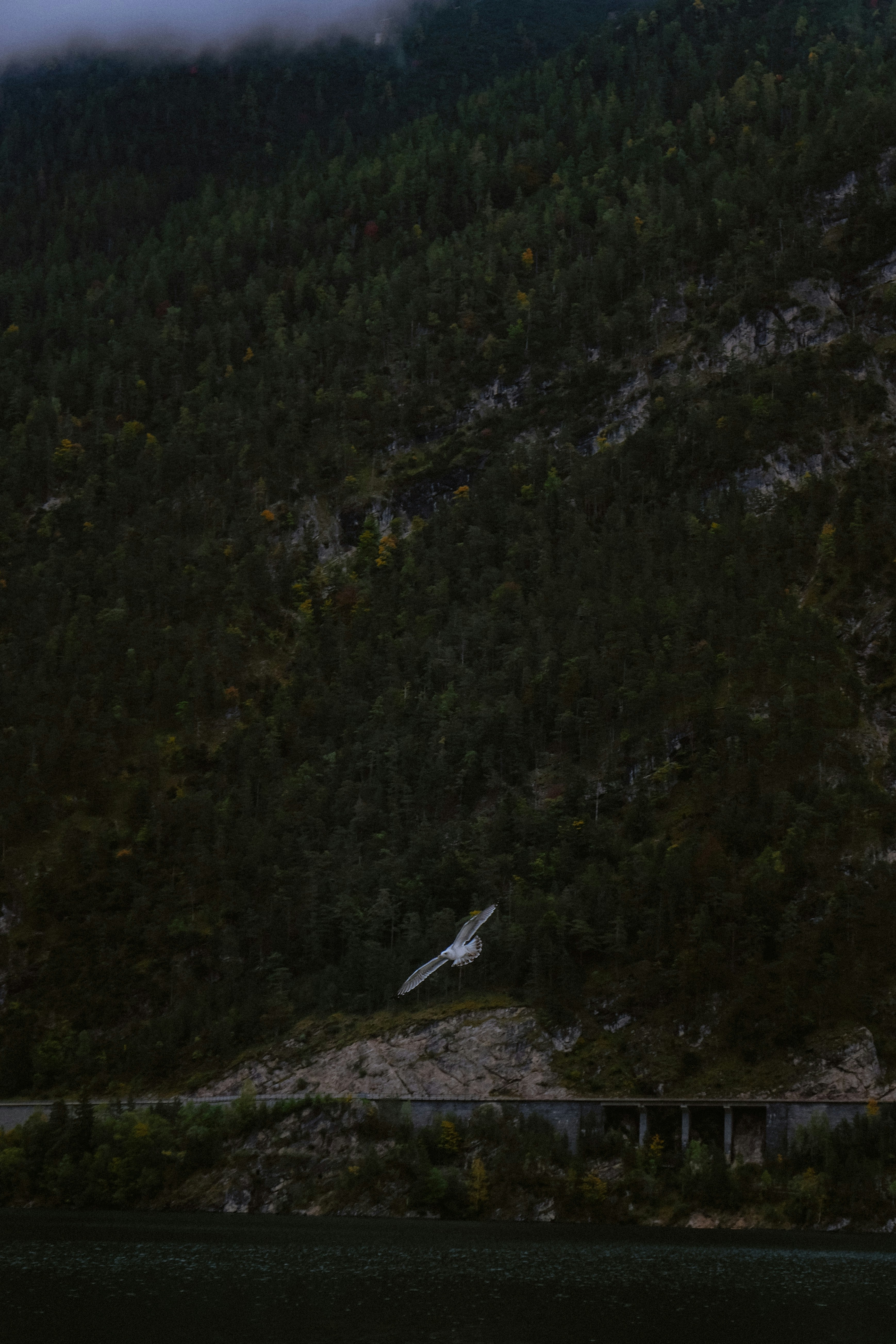 Beautiful flight of gulls