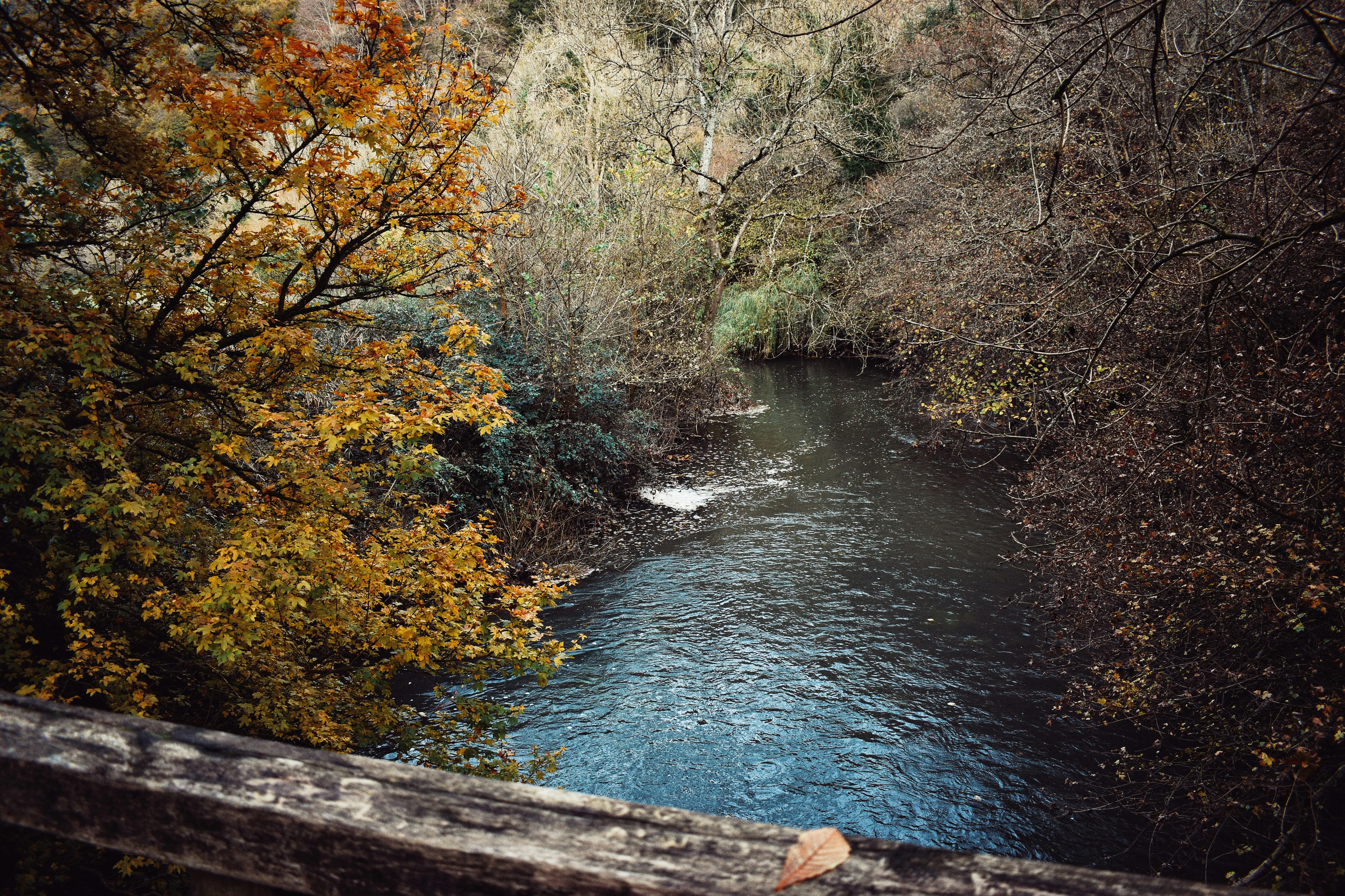 Autumn's Whisper Over the Brook