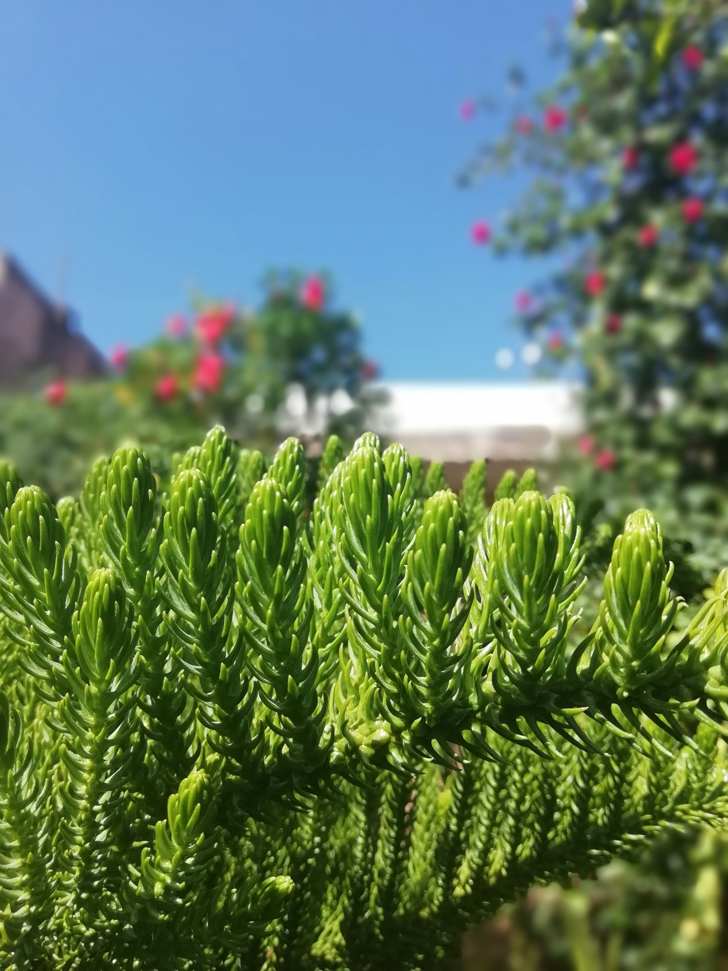 Close-up of bright green succulent-like foliage in the foreground with a soft blurred garden and blue sky background.