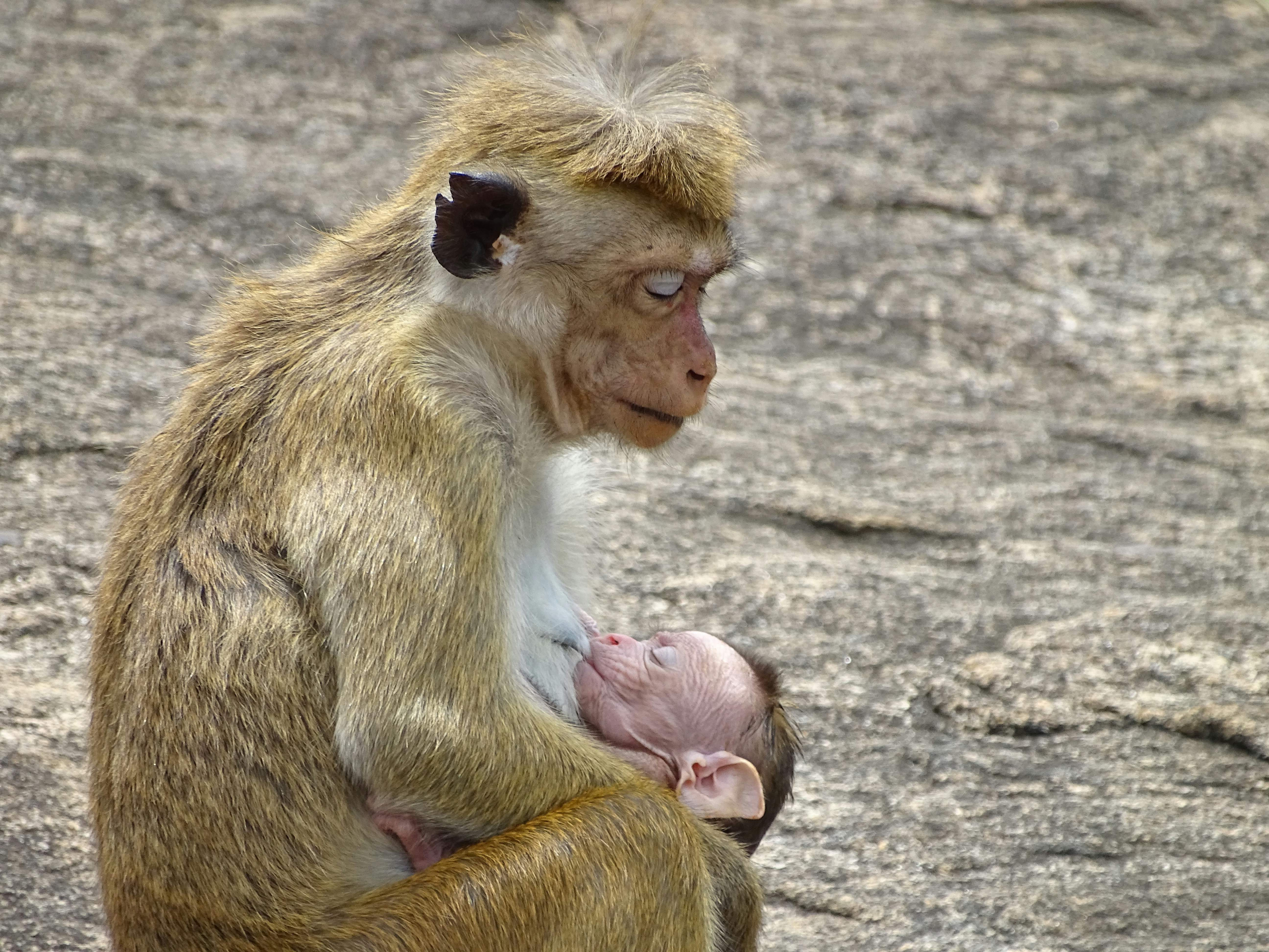 A monkey cradles its baby, showcasing a poignant moment of maternal care on a rocky surface.