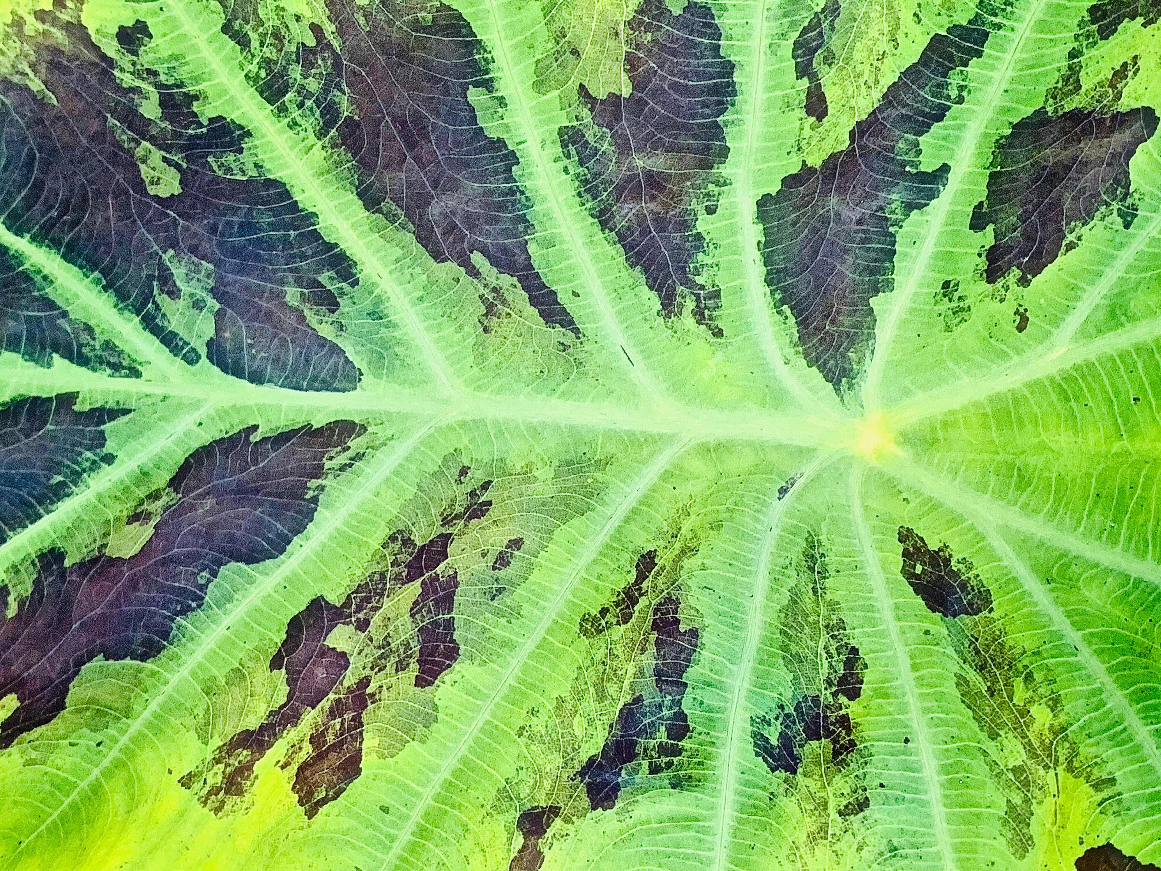 Neon Venation: Macro Portrait of a Leaf's Luminous Vein Network