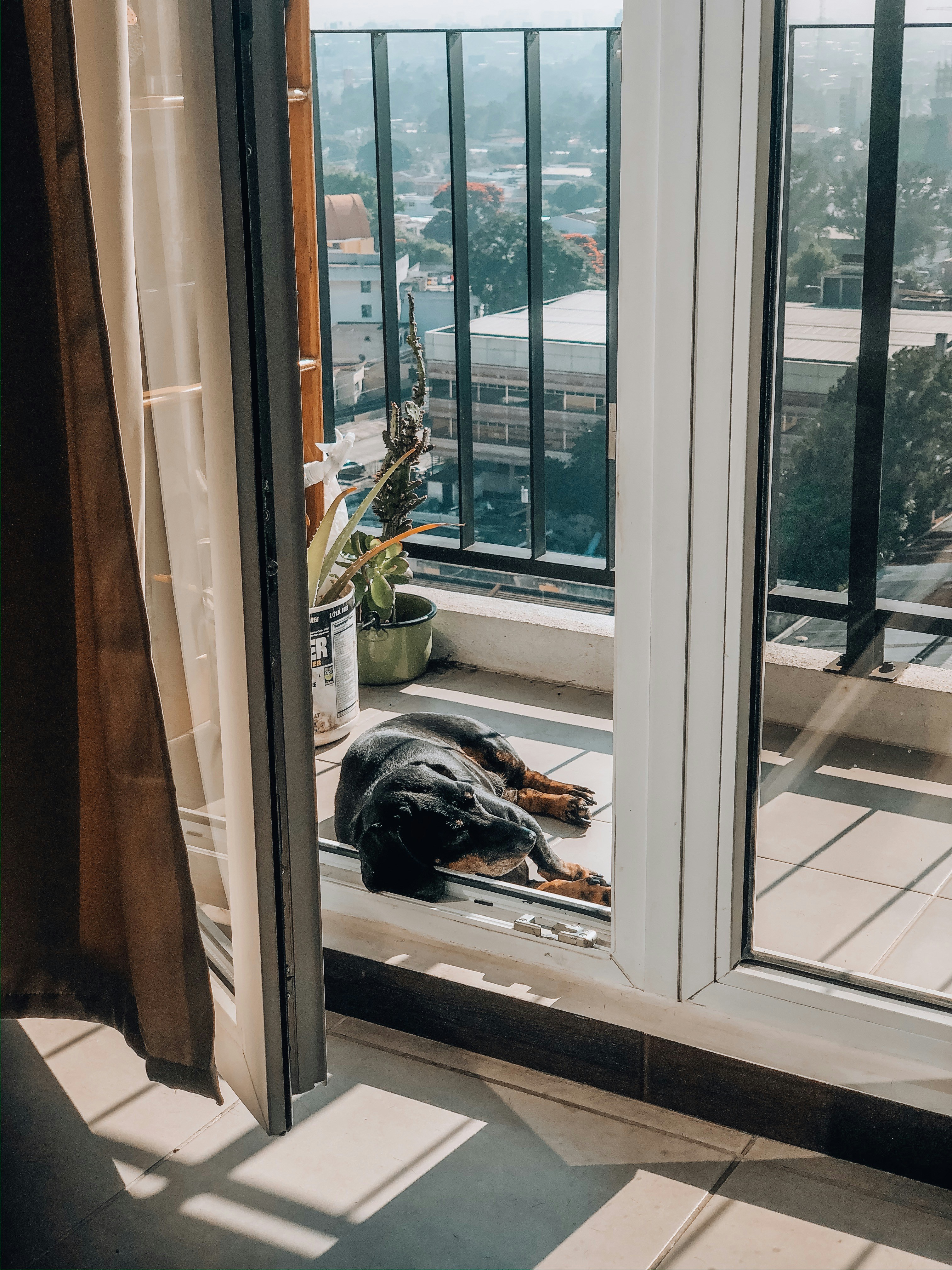 short-coated black dog