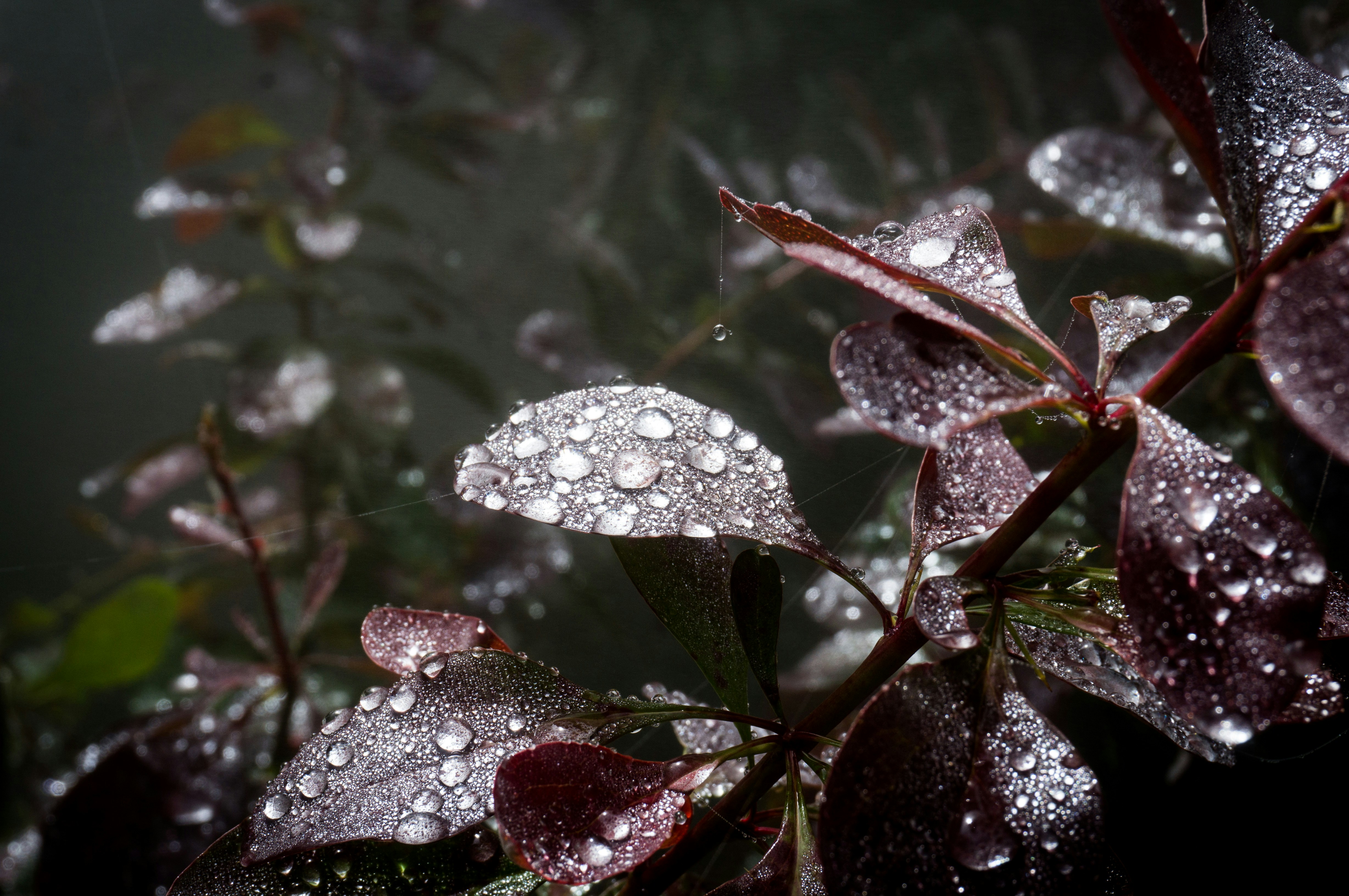 Maroon leaves adorned with glittering dew drops in a soft-focus setting.
