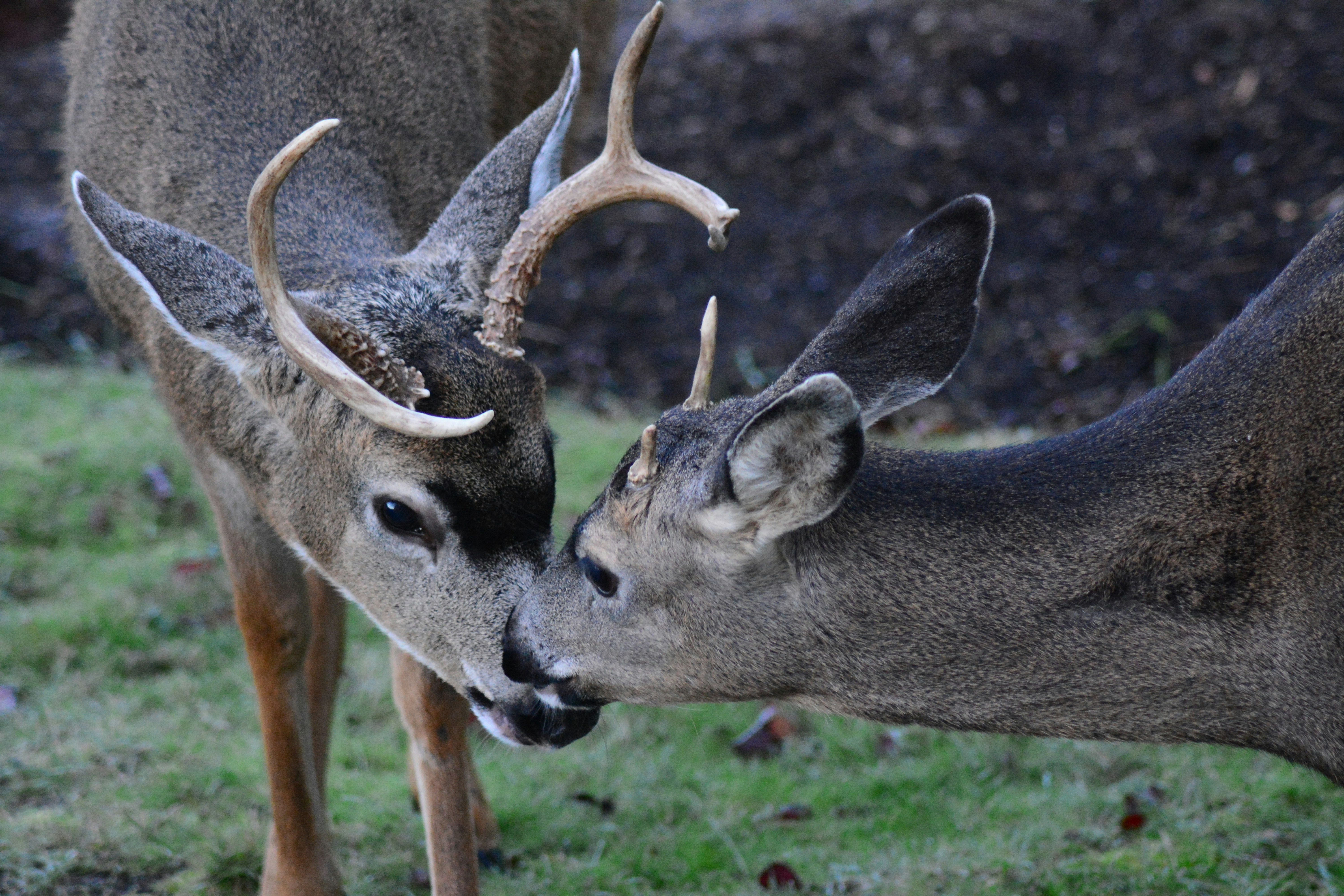 Selective focus photography of two deer during daytime photo – Free ...
