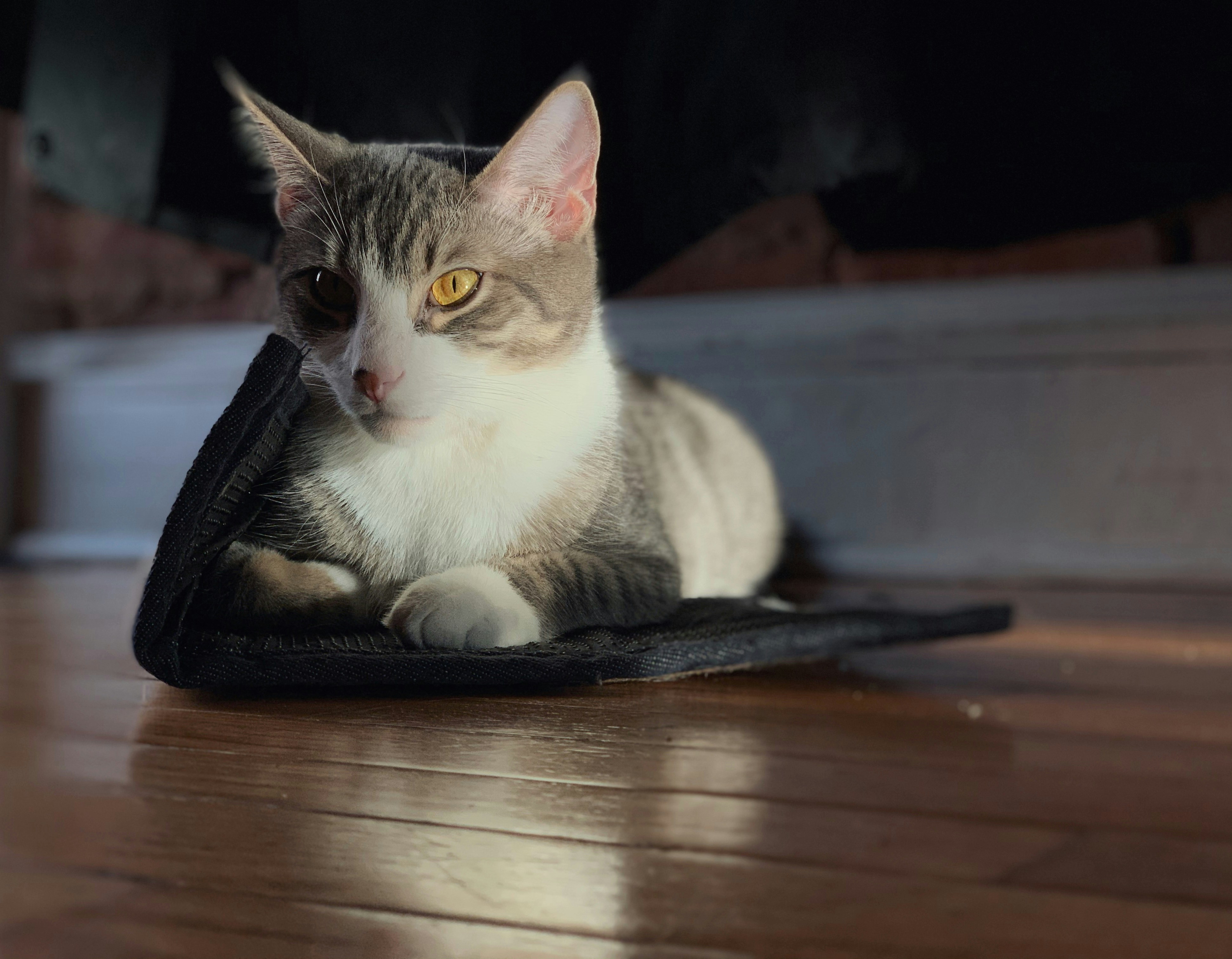 Amber-Eyed Cat on a Sun-Warmed Wooden Stage