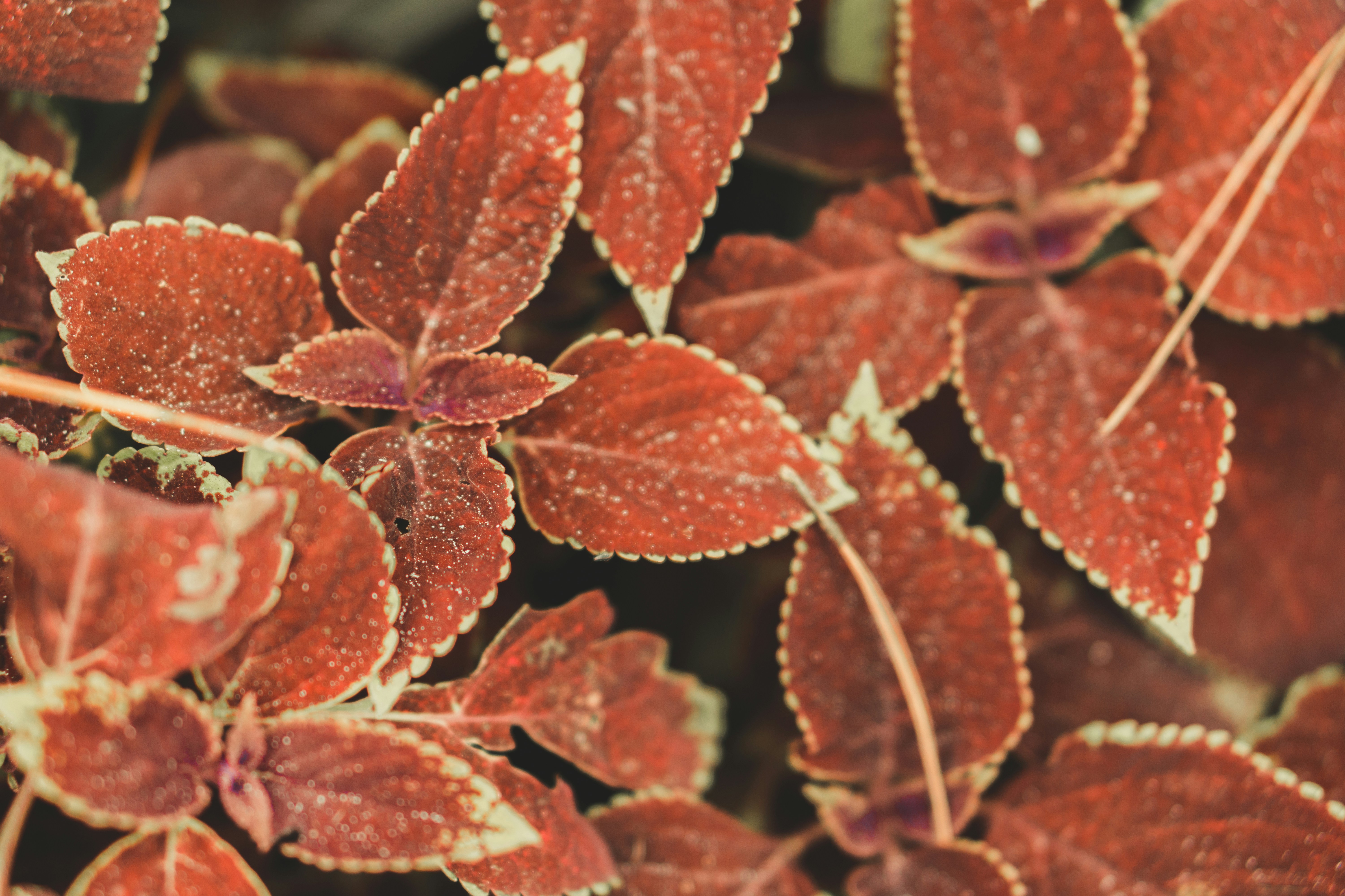 Crystalline Vermilion: Frost Edges on Red Leaves
