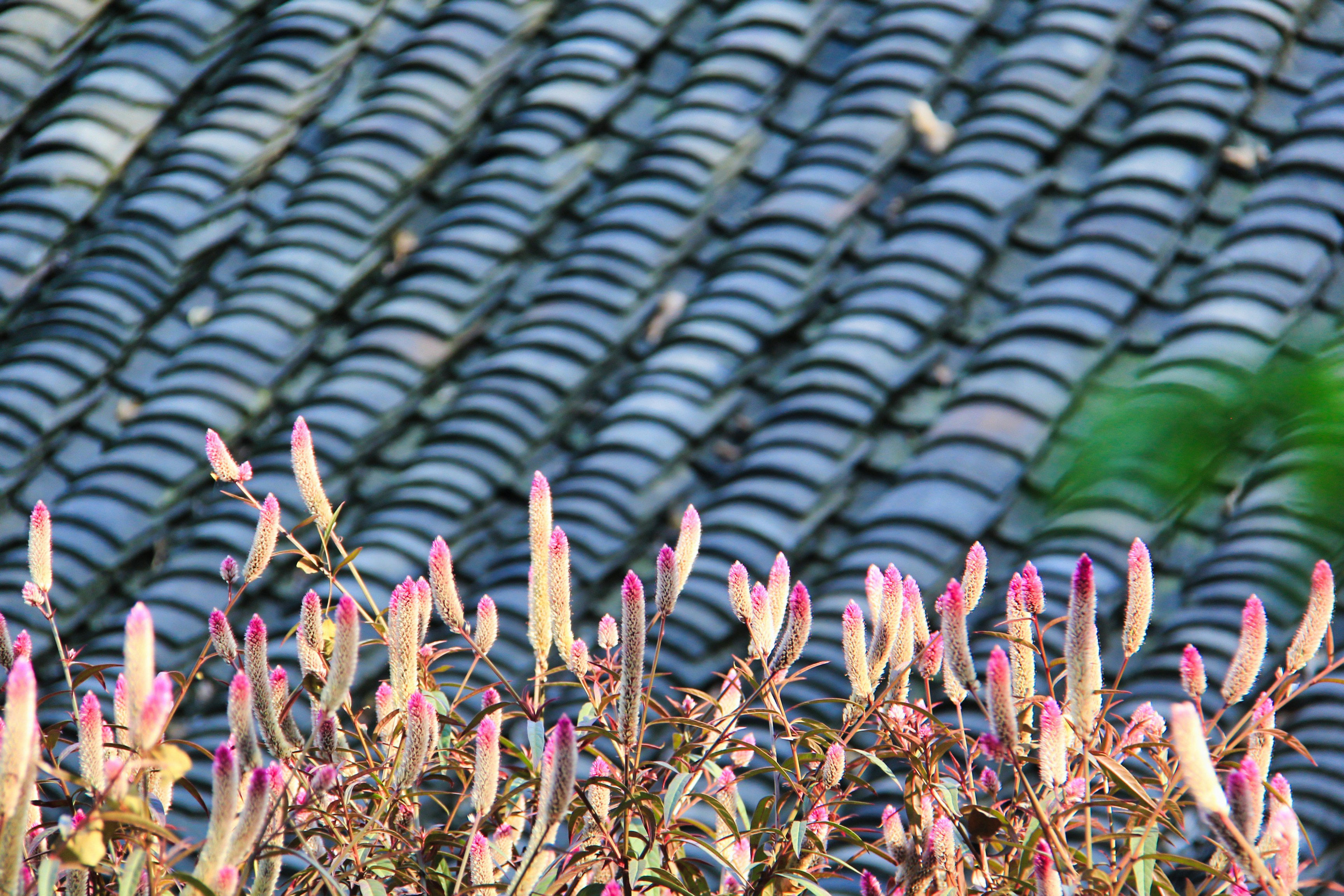 Pink-tipped shrubs guard a cobalt tile roof in late afternoon light